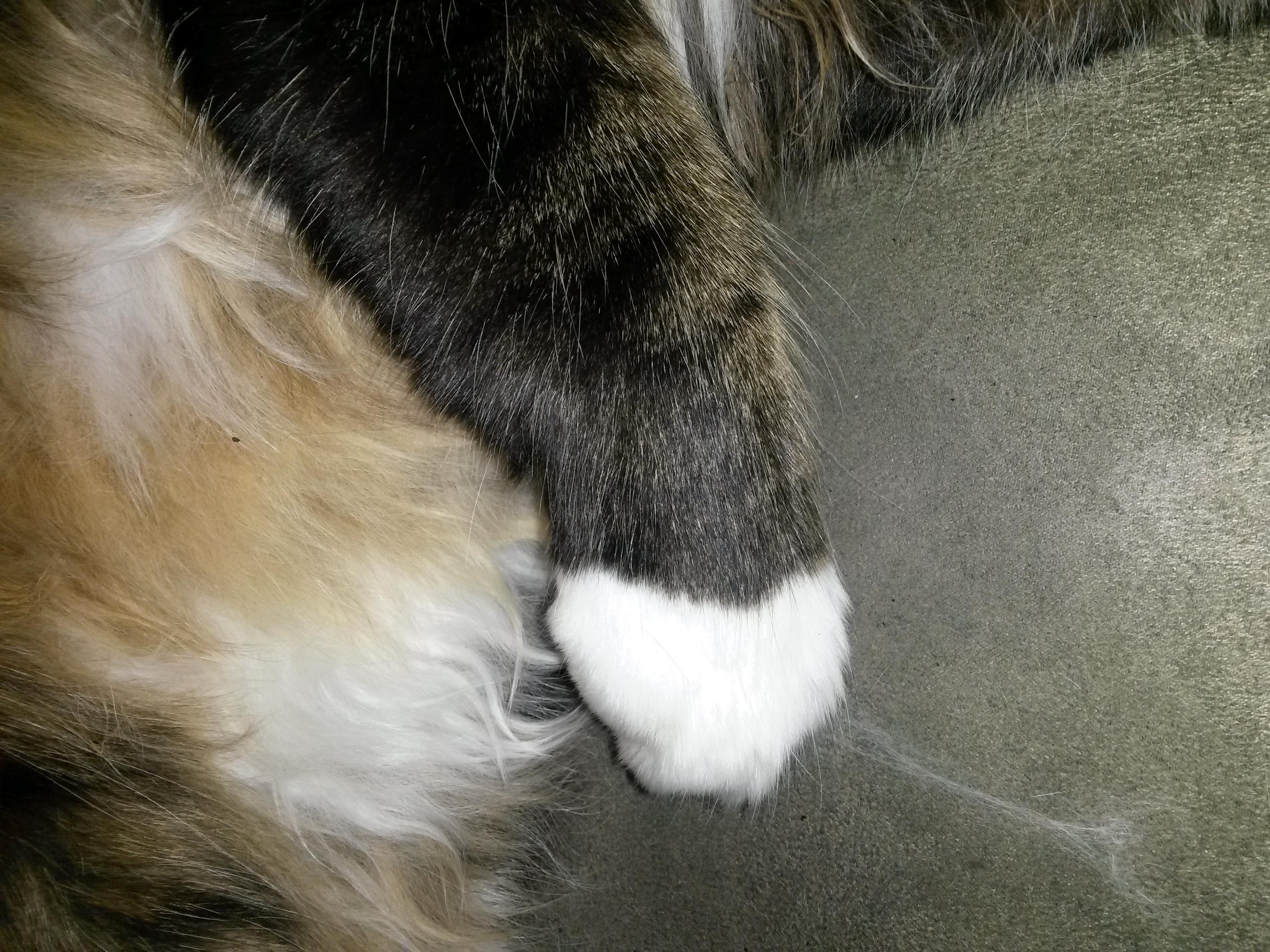 My Cat Has a Swollen Leg or Paw? Home Care & Vet Advice | Petco