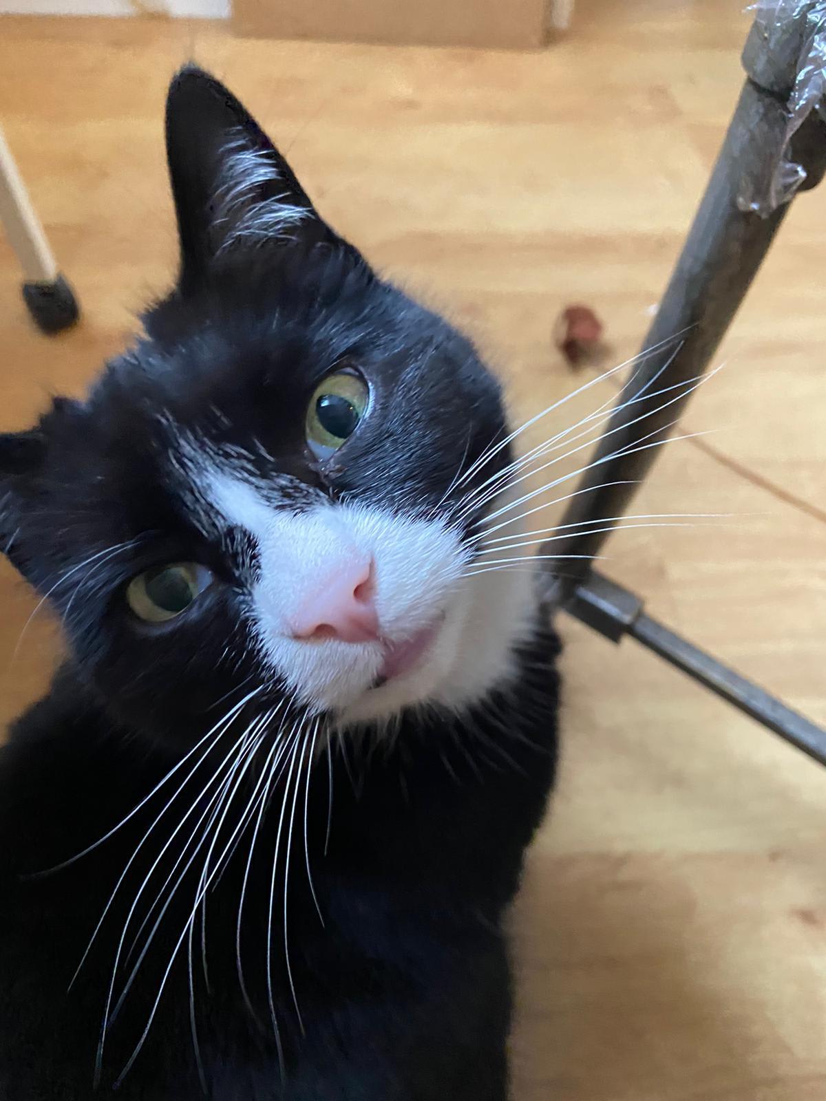 Why does my cat have Haws syndrome if vet tests are all normal? | Petco