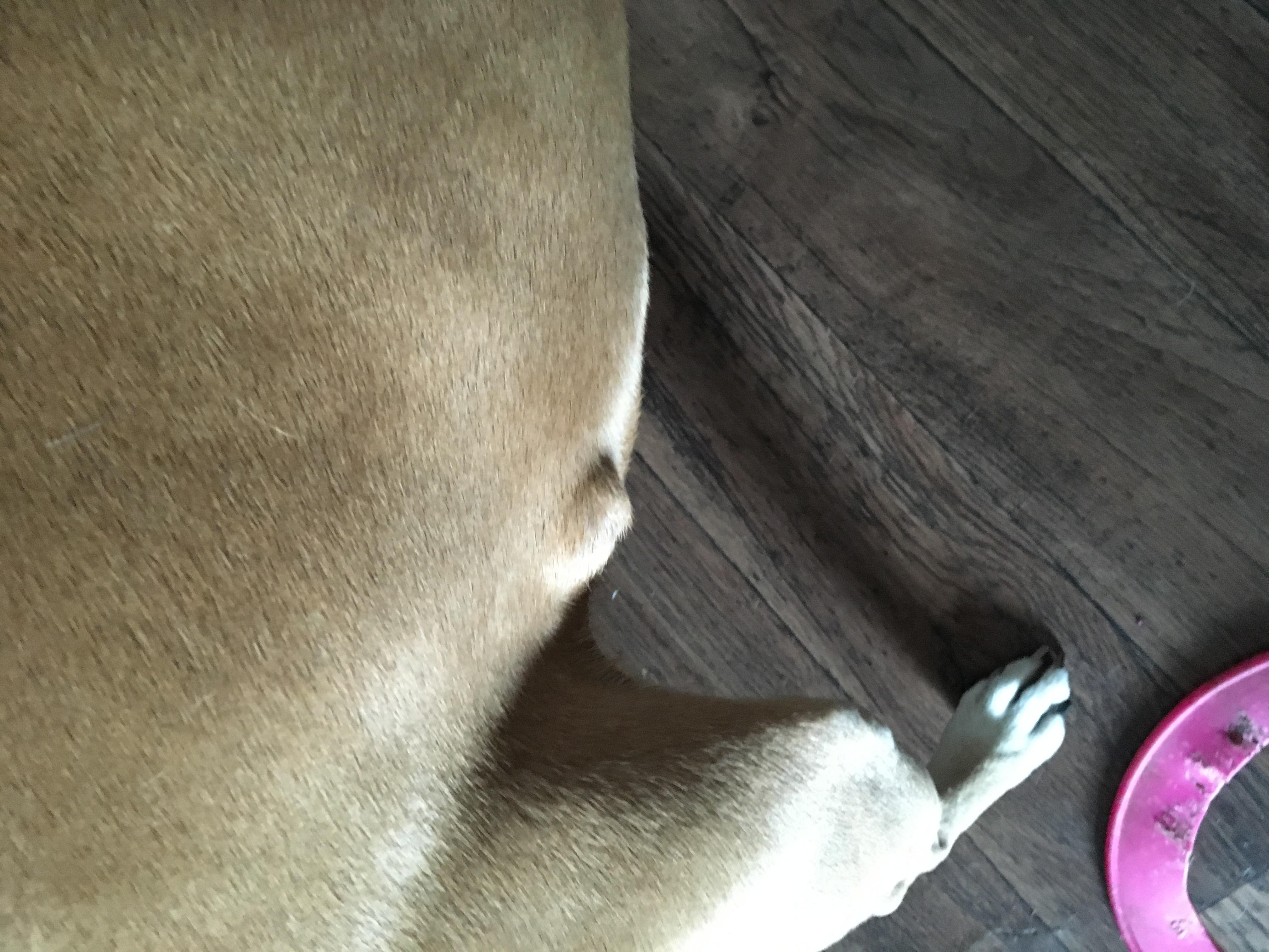 My dog has a lump on his leg and small ones on side. What is it? | Petco