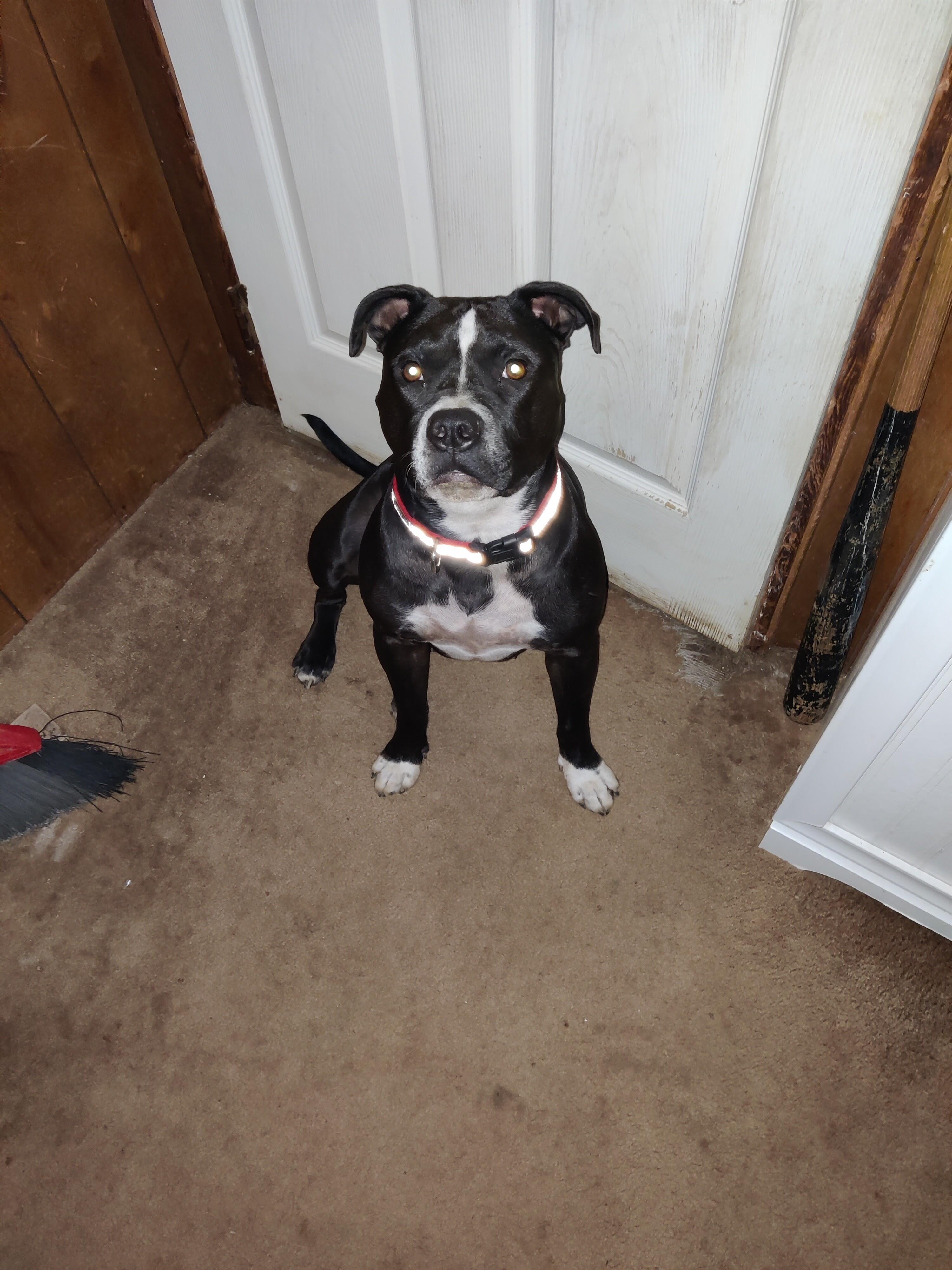 Dog's mouth bothers her, vet says fine. Could it be thrush? | Petco