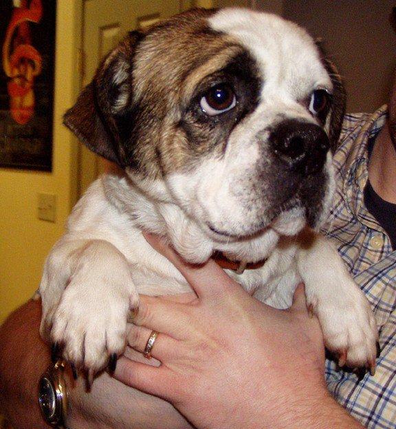 Basset Hound Bulldog Mix