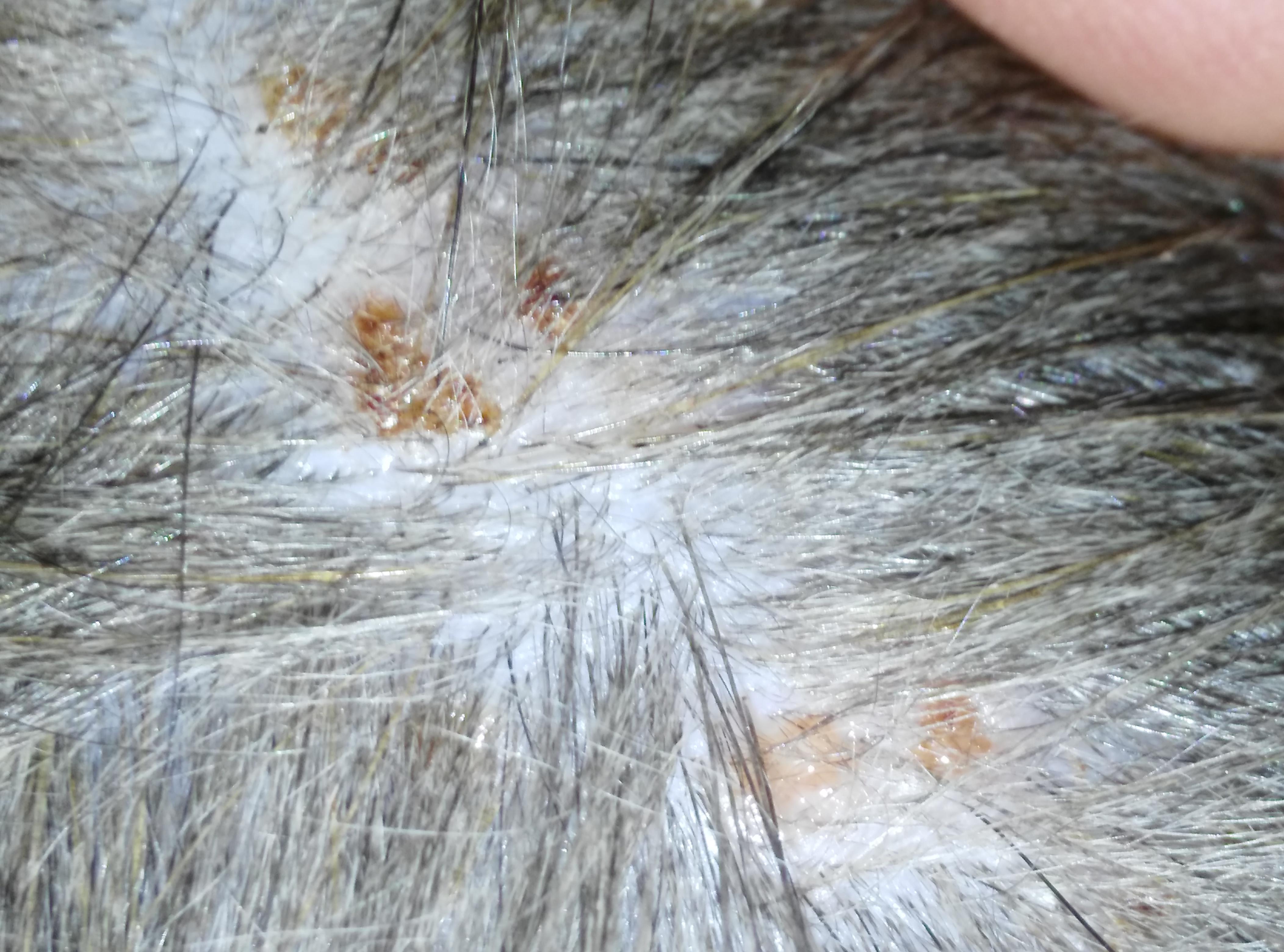 Why is my cat's fur greasy, scabby, and smelly with skin issues? | Petco