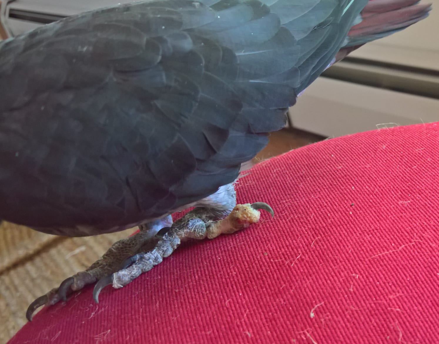 My African Grey Has Swollen Toe & Lifts Foot? What's Wrong? | Petco