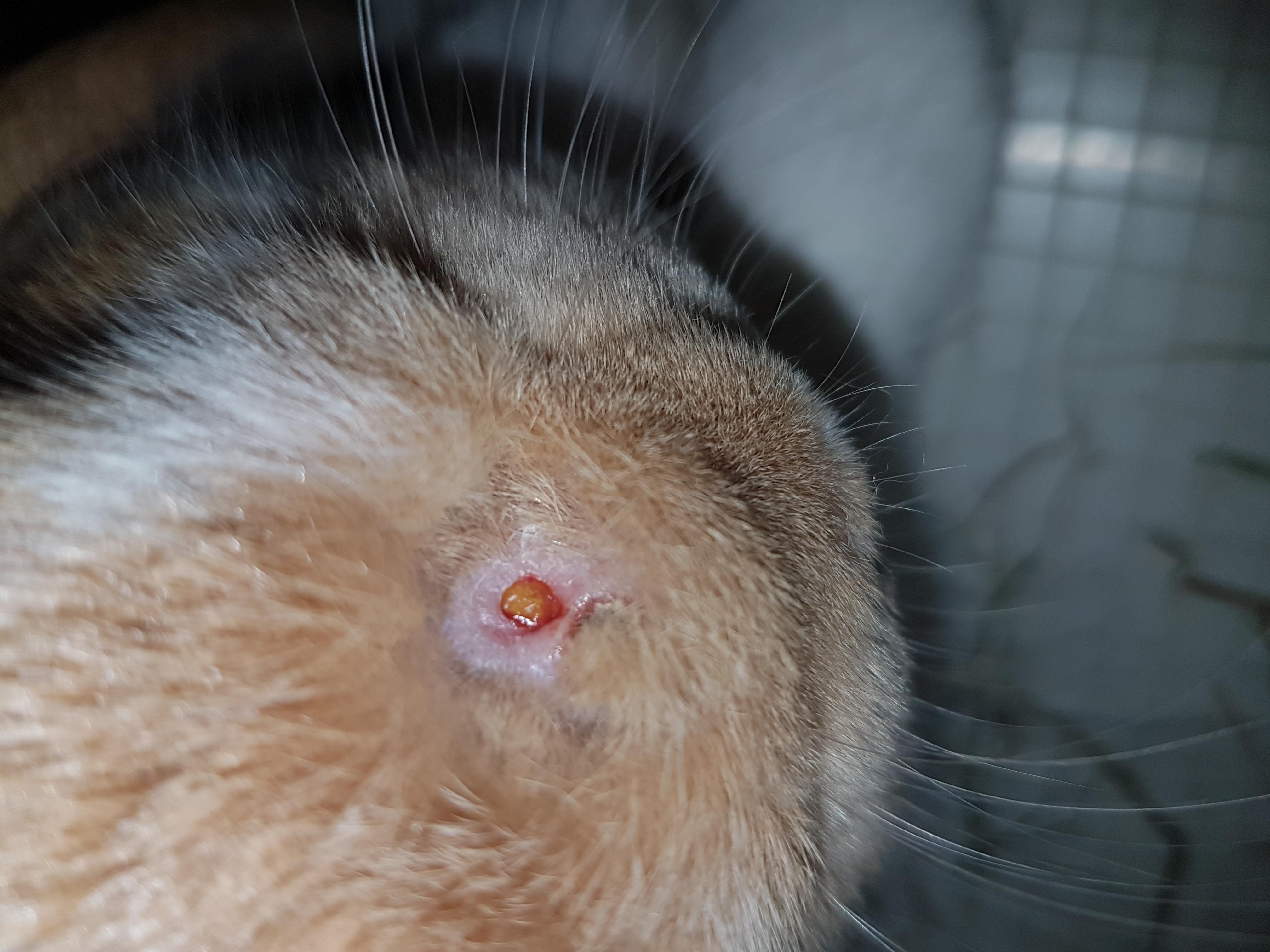 Why does my rabbit keep getting nose scabs? Is it infected? | Petco