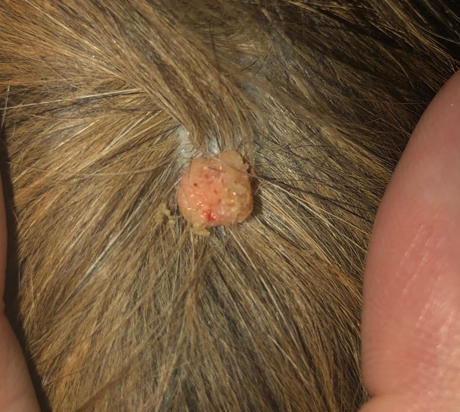 Cat Tail Growth: Is it a Skin Tag or Something Serious? | Petco