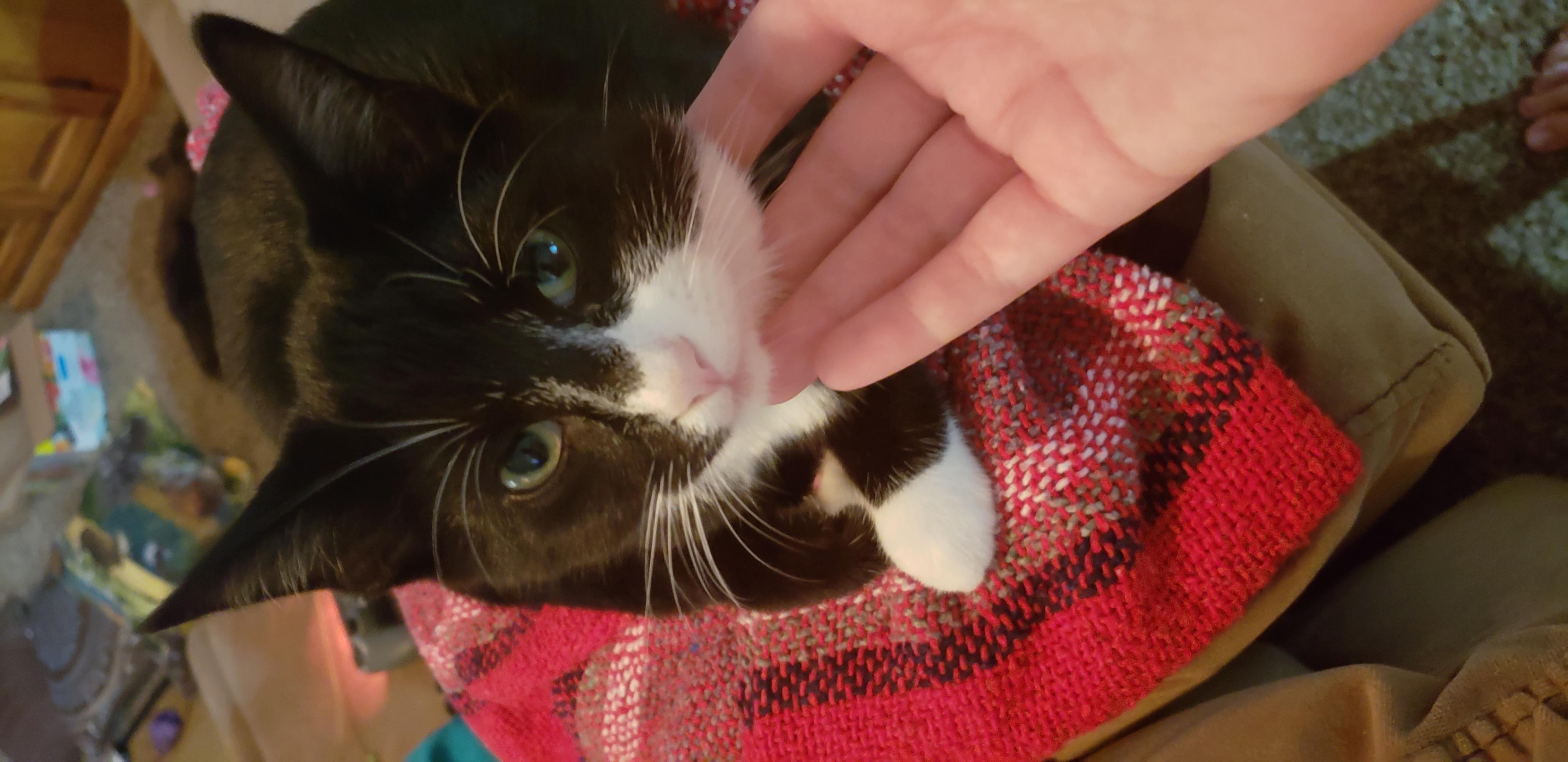 My Kitten Has a Lump on Its Face. When Should I See a Vet? | Petco