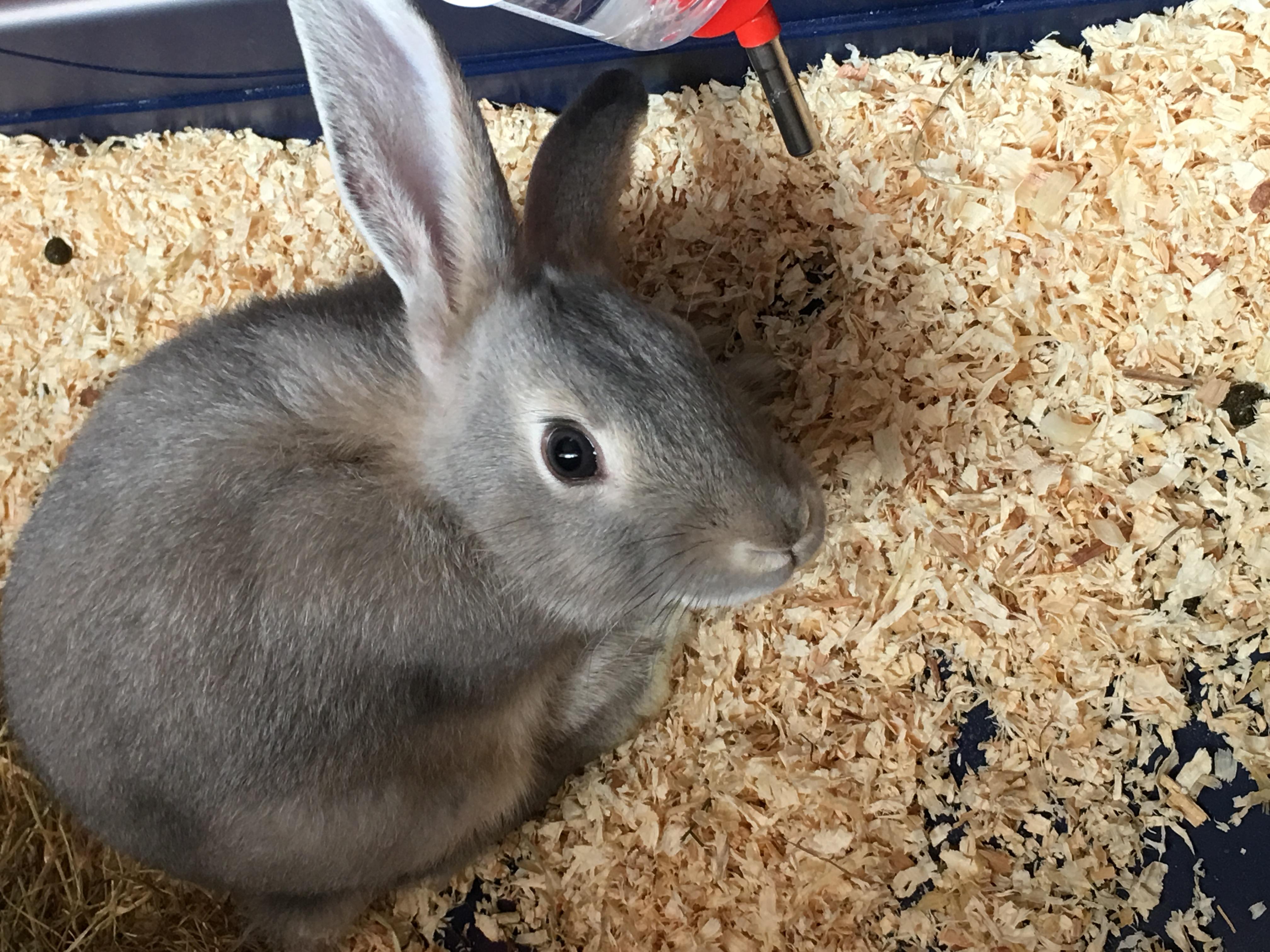 Rabbit Head Tilt & Withdrawn? What Should You Do Now? | Petco