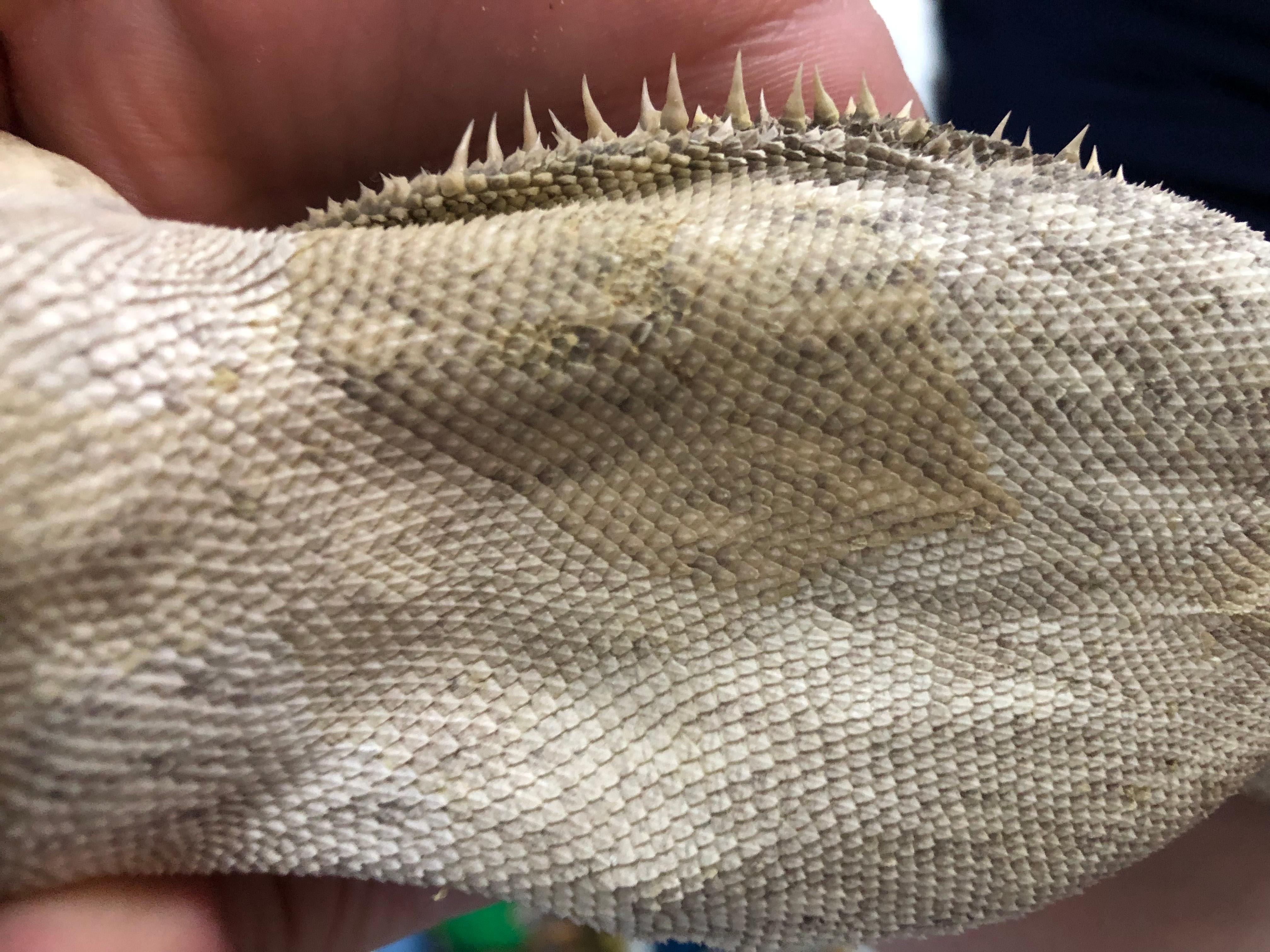 Bearded dragon belly spot: Is it a burn or an infection? | Petco