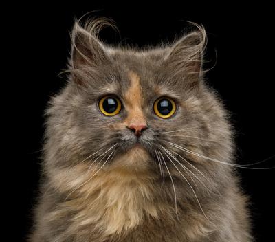 Munchkin Breed Facts and Information