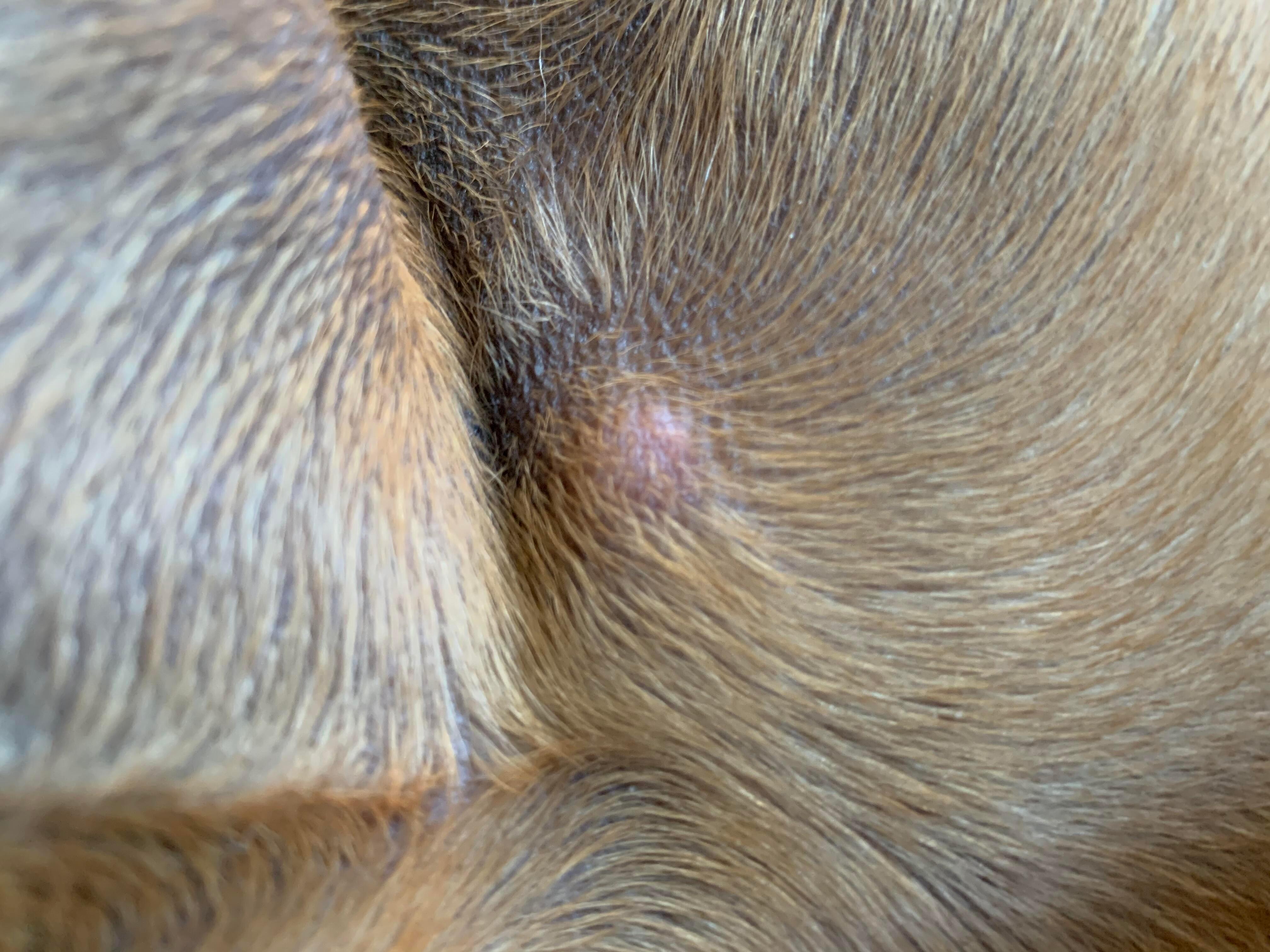 My dog has a soft lump in her armpit that changed. Serious? | Petco