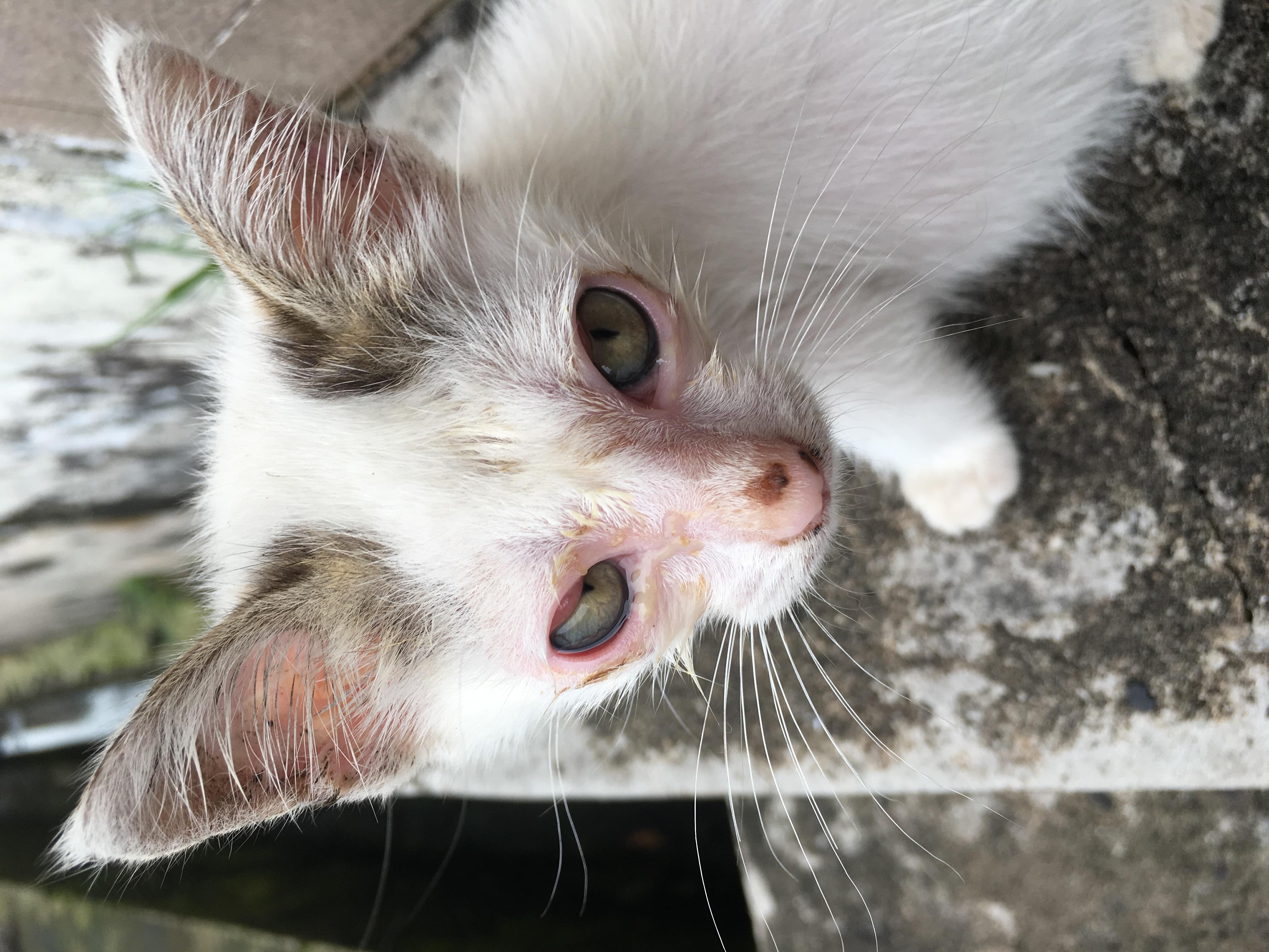 Kitten's Red, Swollen Eyes? Could It Be Conjunctivitis? | Petco