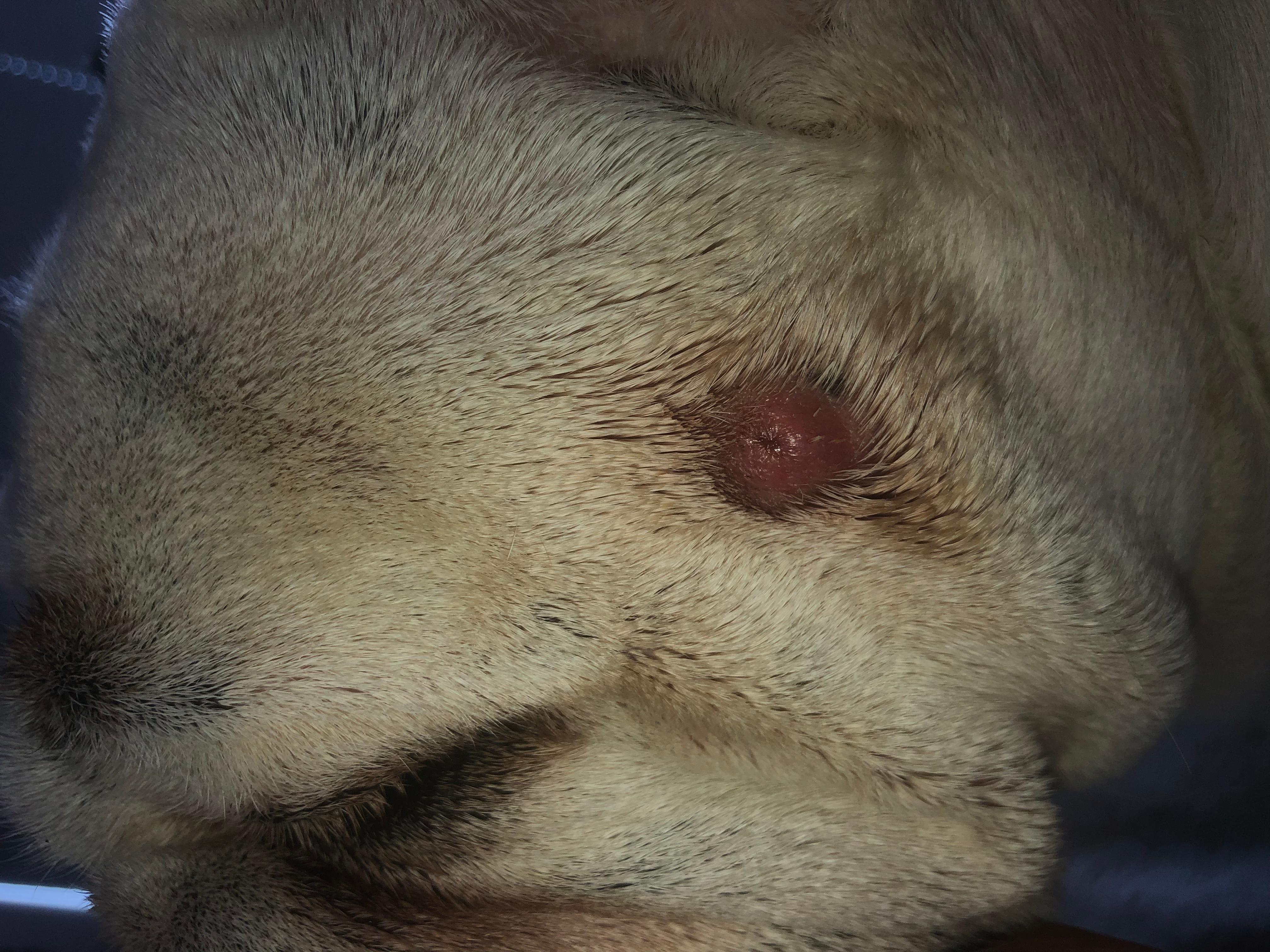 Dog's Oozing Cheek Bump? Get Vet Care for Anxious Dogs | Petco