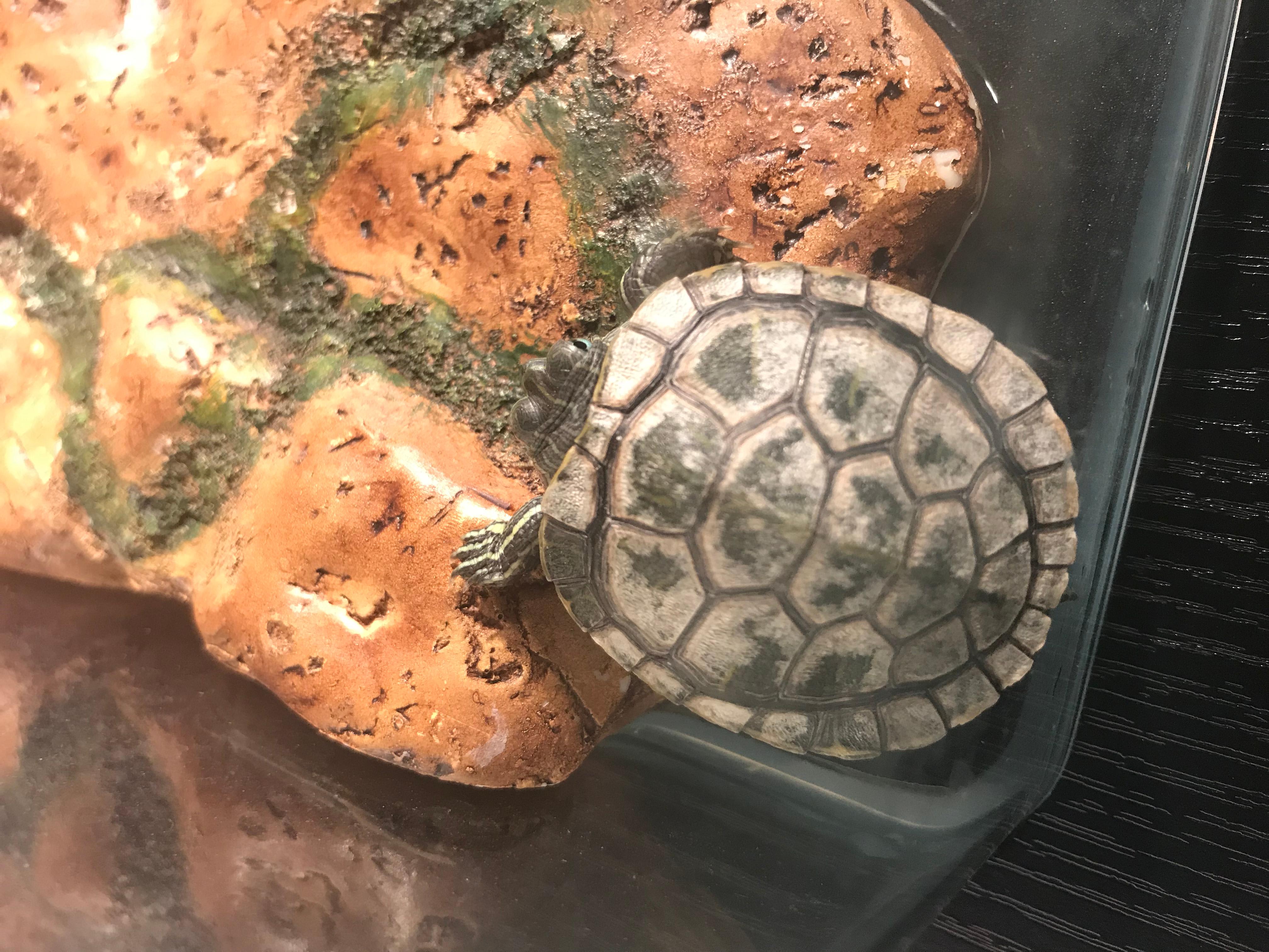 My Turtle's Shell is White & Peeling. Is it Shell Rot? | Petco