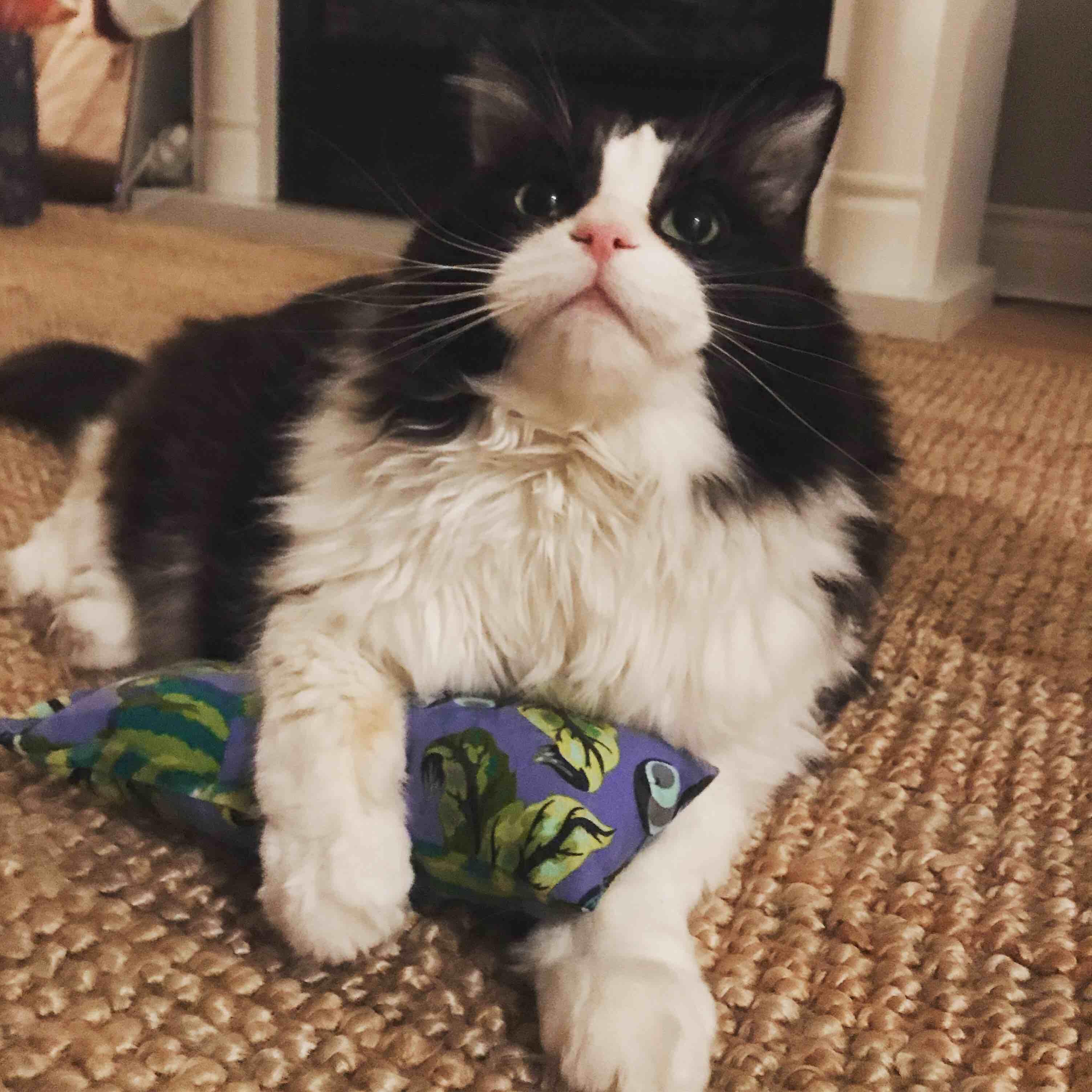 Can my cat safely take Restoralax long-term for constipation? | Petco