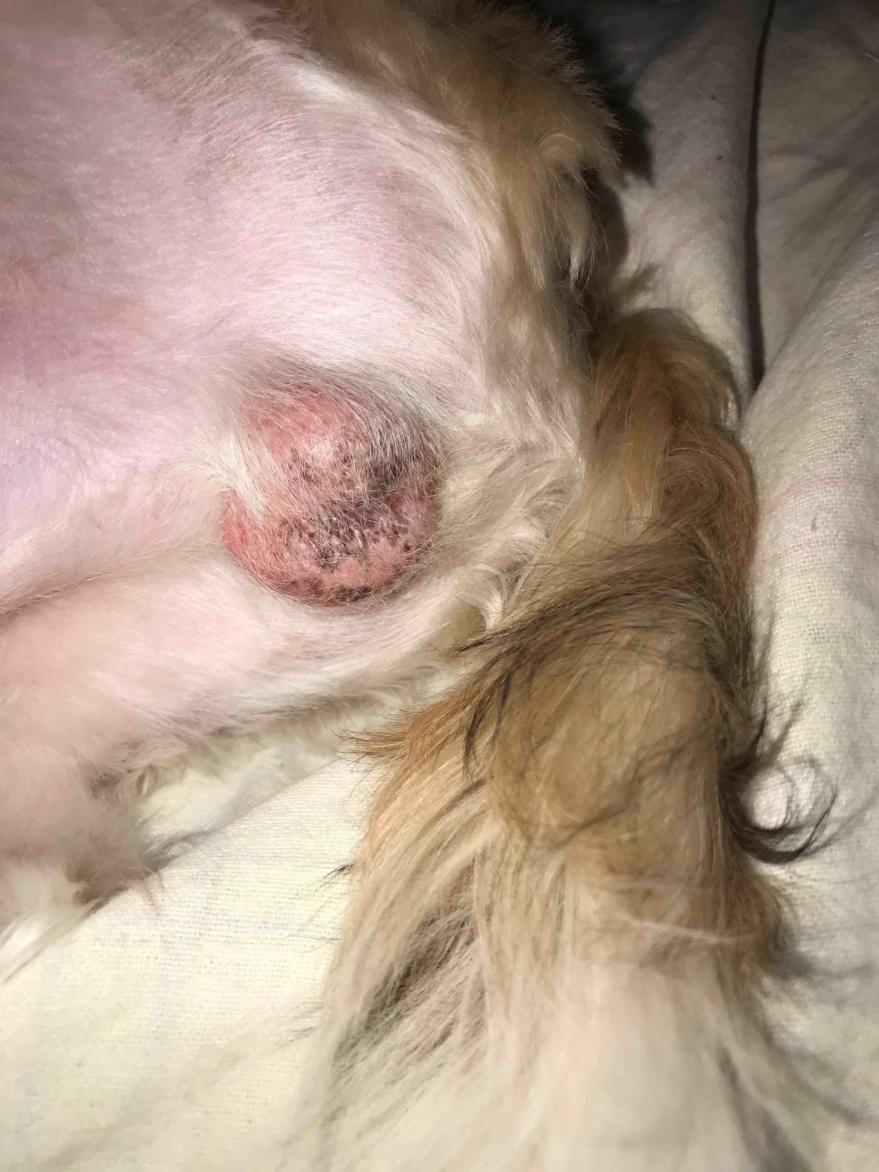 Why is my puppy's scrotum red with brown dots after grooming? | Petco