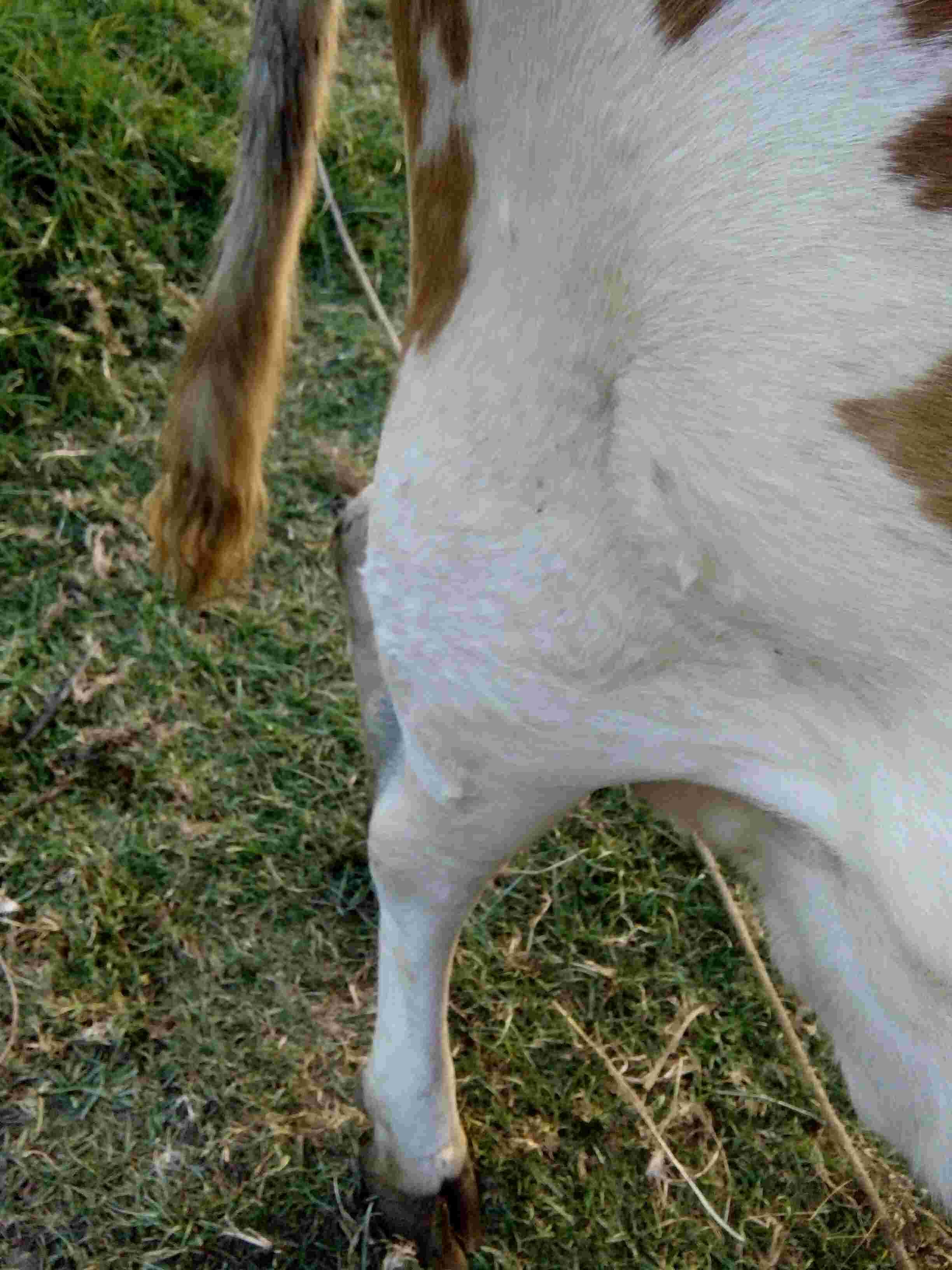 Help! My cow's injection site swollen, not eating, less milk? | Petco