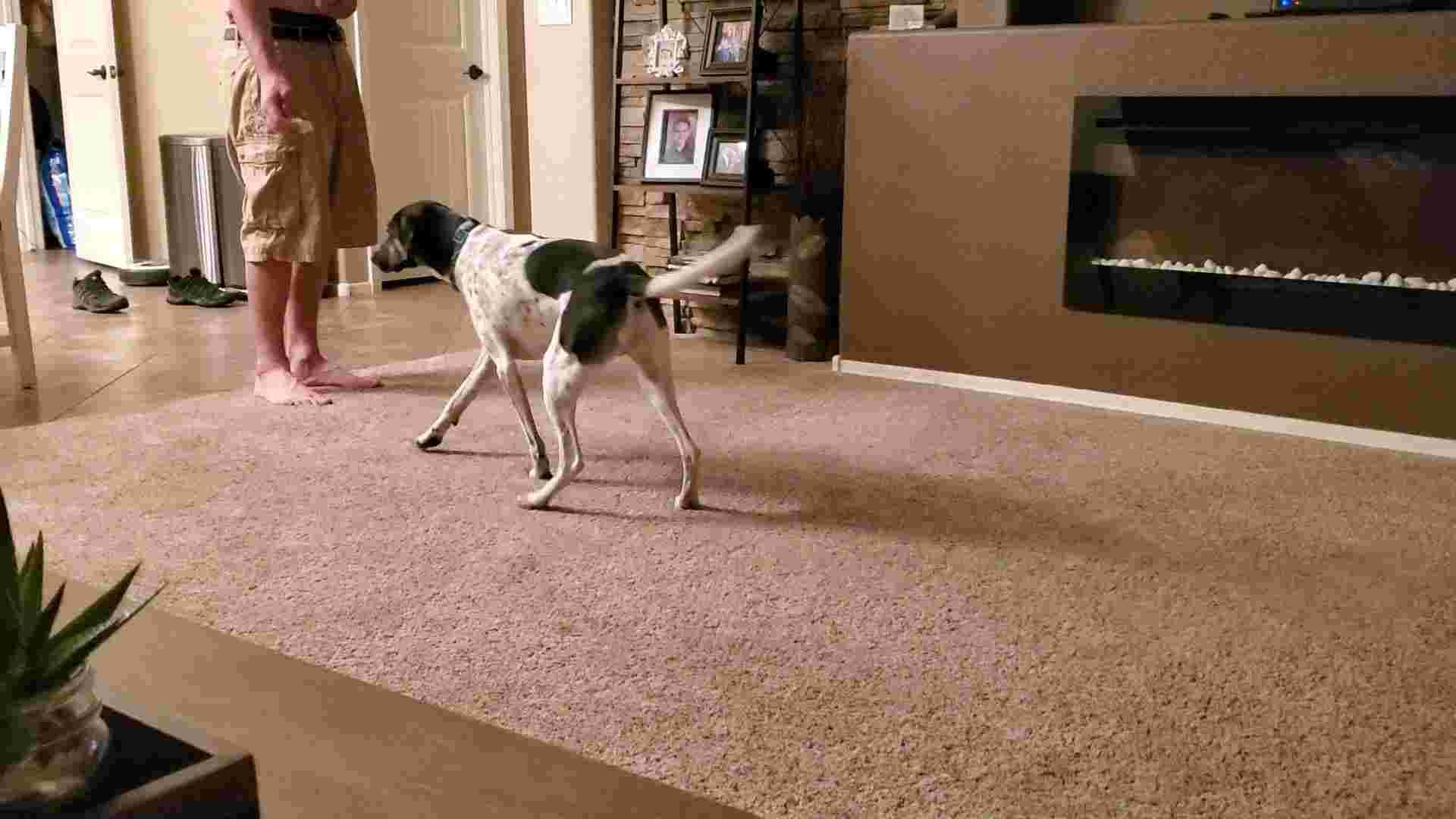 Why are my dog's back legs suddenly wobbly and he can't stand? | Petco