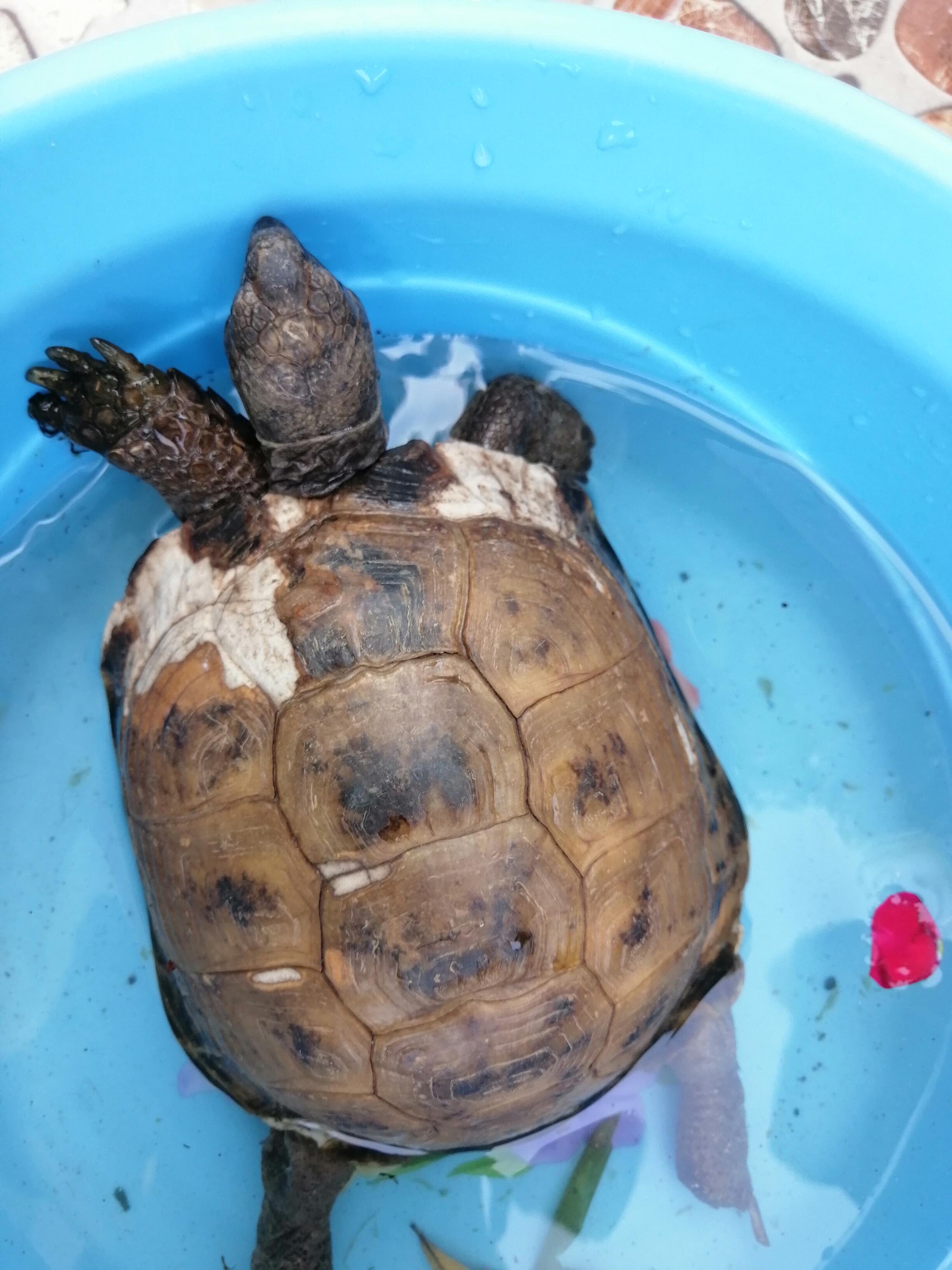 My Tortoise Has Shell Cracks: Causes & How to Heal Them | Petco