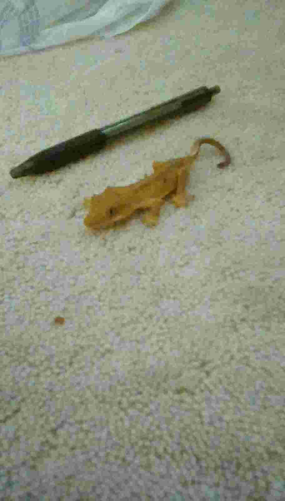 Crested gecko: Gut load mealworms, calcium dust, or crickets? | Petco