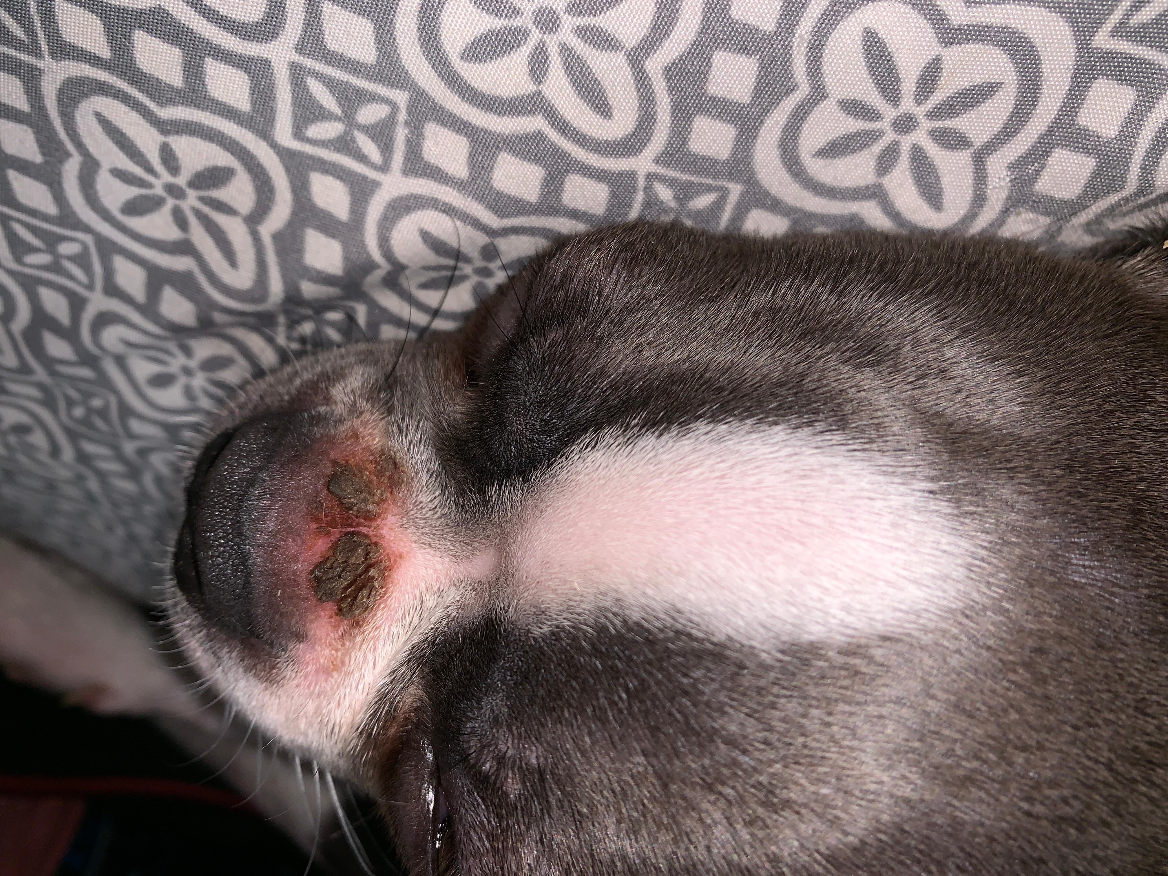 I have a 5 month old Boston Terrior and she has ear scabs and a big ...