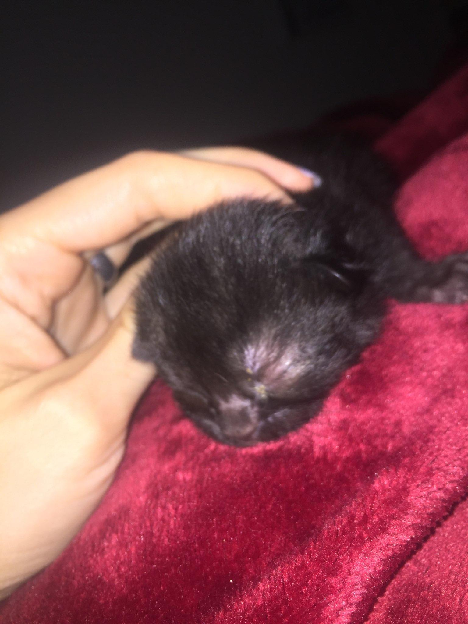 My newborn kitten has a swollen, bulging, crusty eye. What to do? | Petco