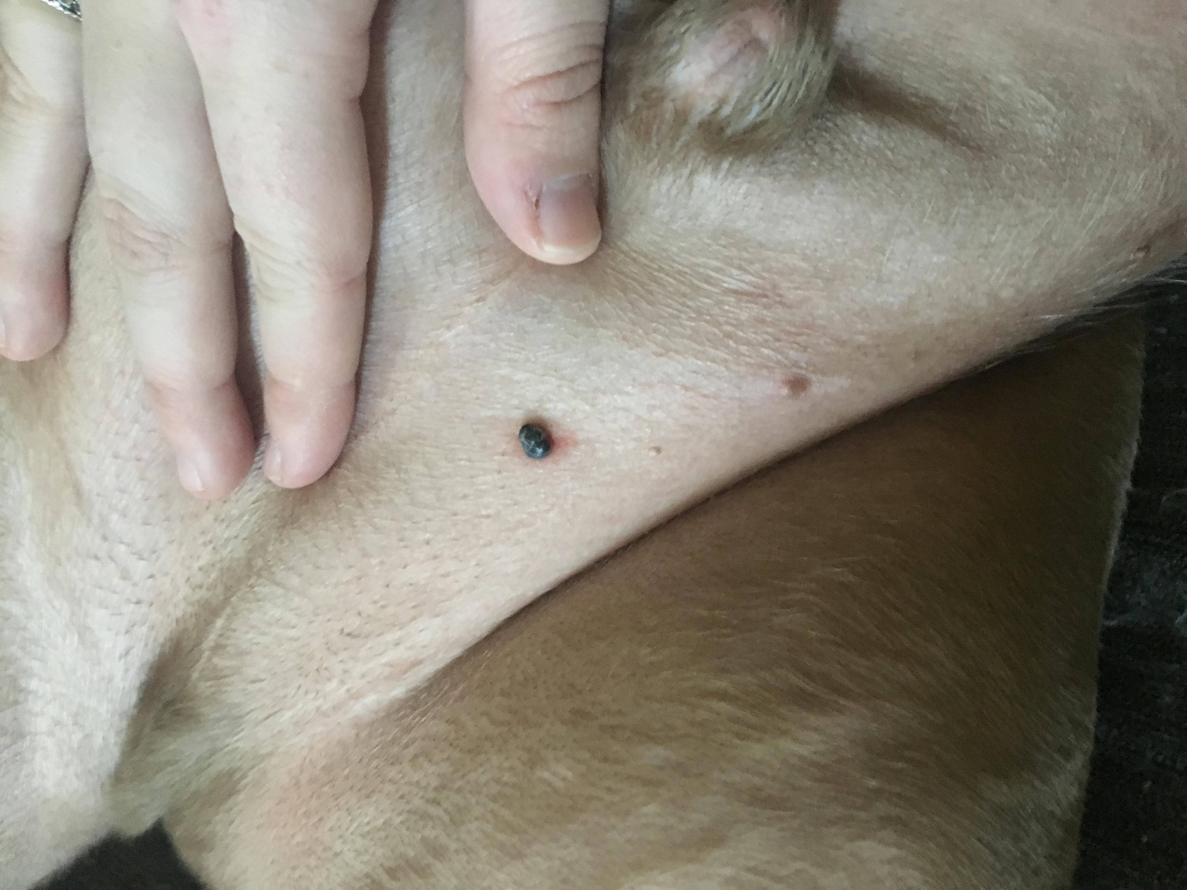 My dog has a recurring black scab on his groin. Should I see a vet? | Petco