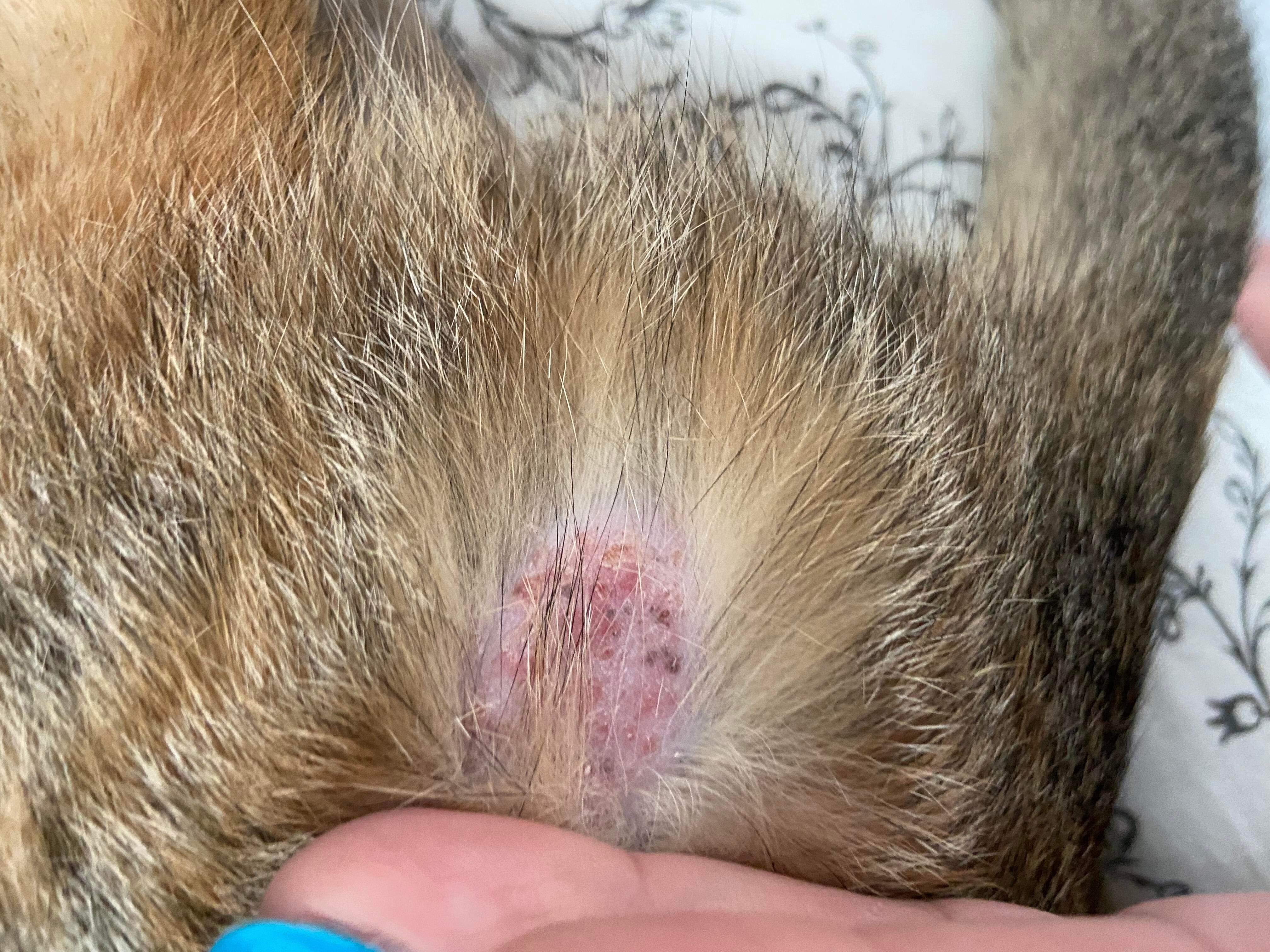 My Rescue Cat Has a Bald Spot & Scabby Skin: What's Wrong? | Petco