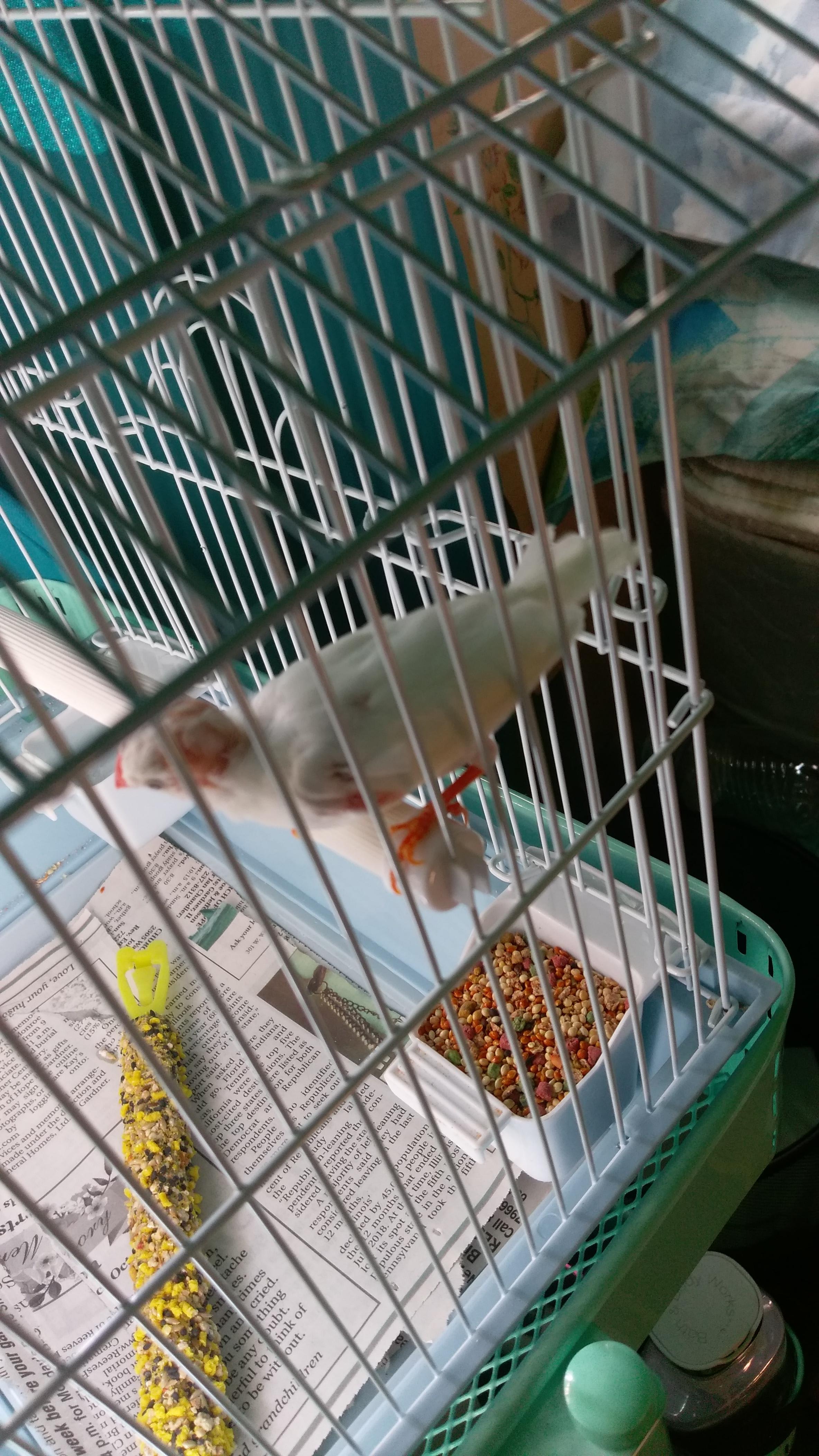 My finch was bullied. How to help her heal & regrow feathers? | Petco