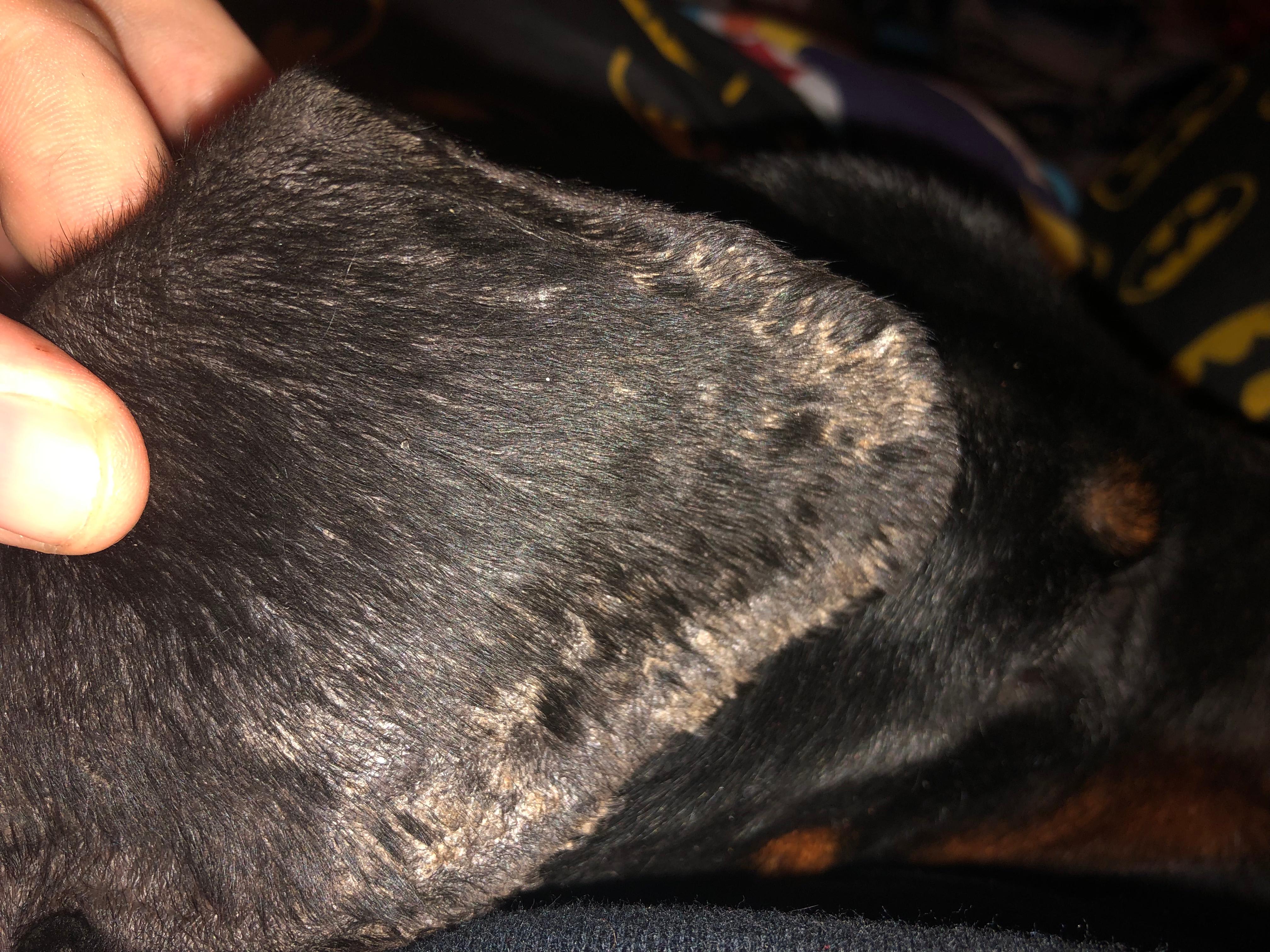 Why does my Doberman have eczema-like skin on his ears? | Petco
