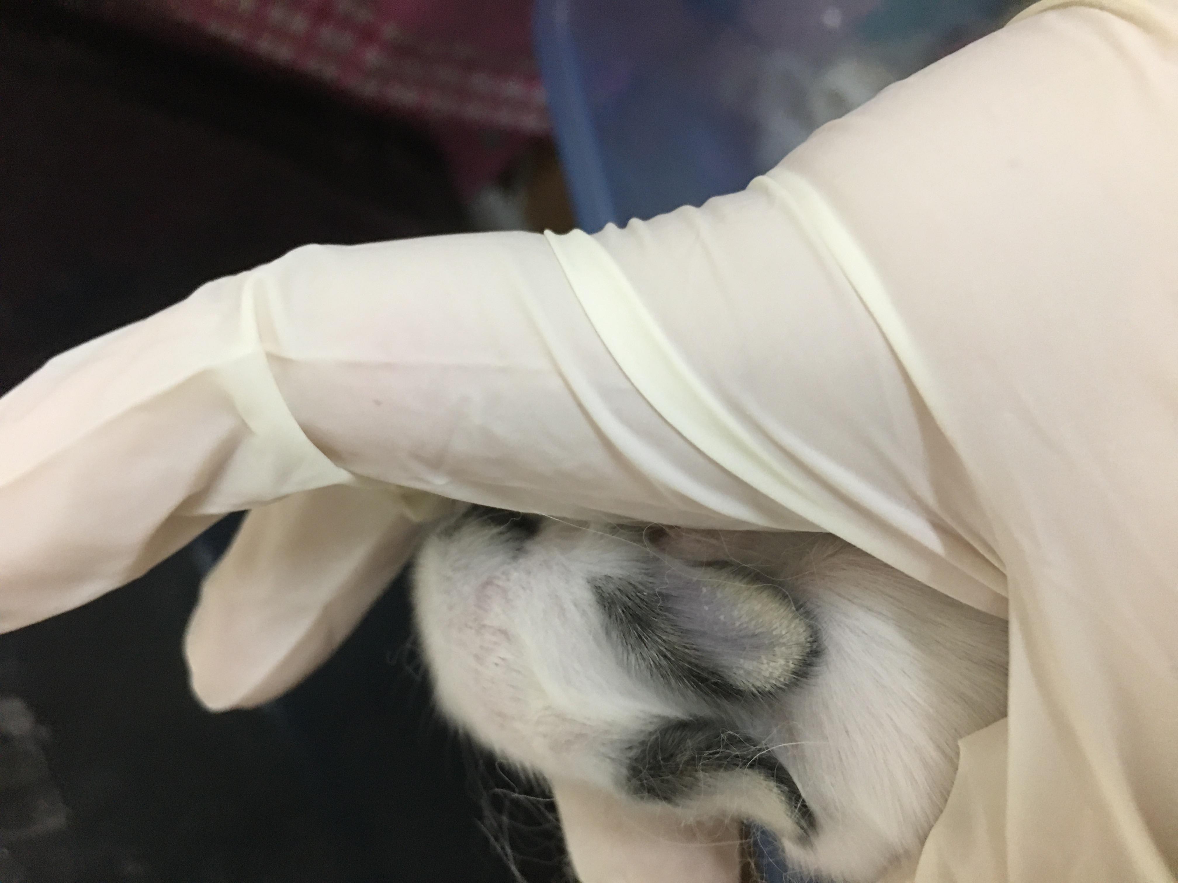 Baby Rabbit Ear Fur Loss: Fungus, Mites? Can I Use Adult Meds? | Petco