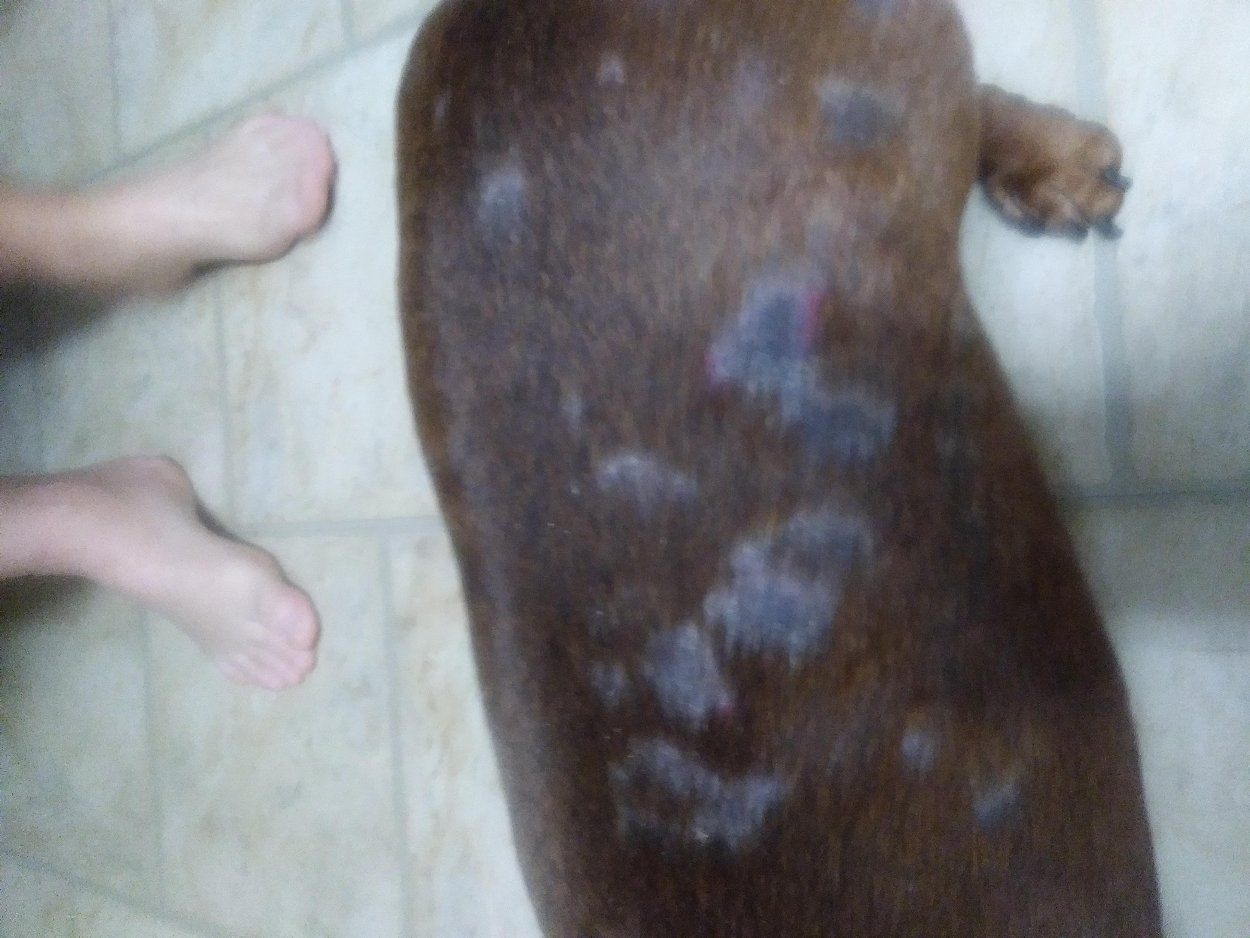 Dog Losing Hair in Patches & Leathery Skin? Find Causes | Petco