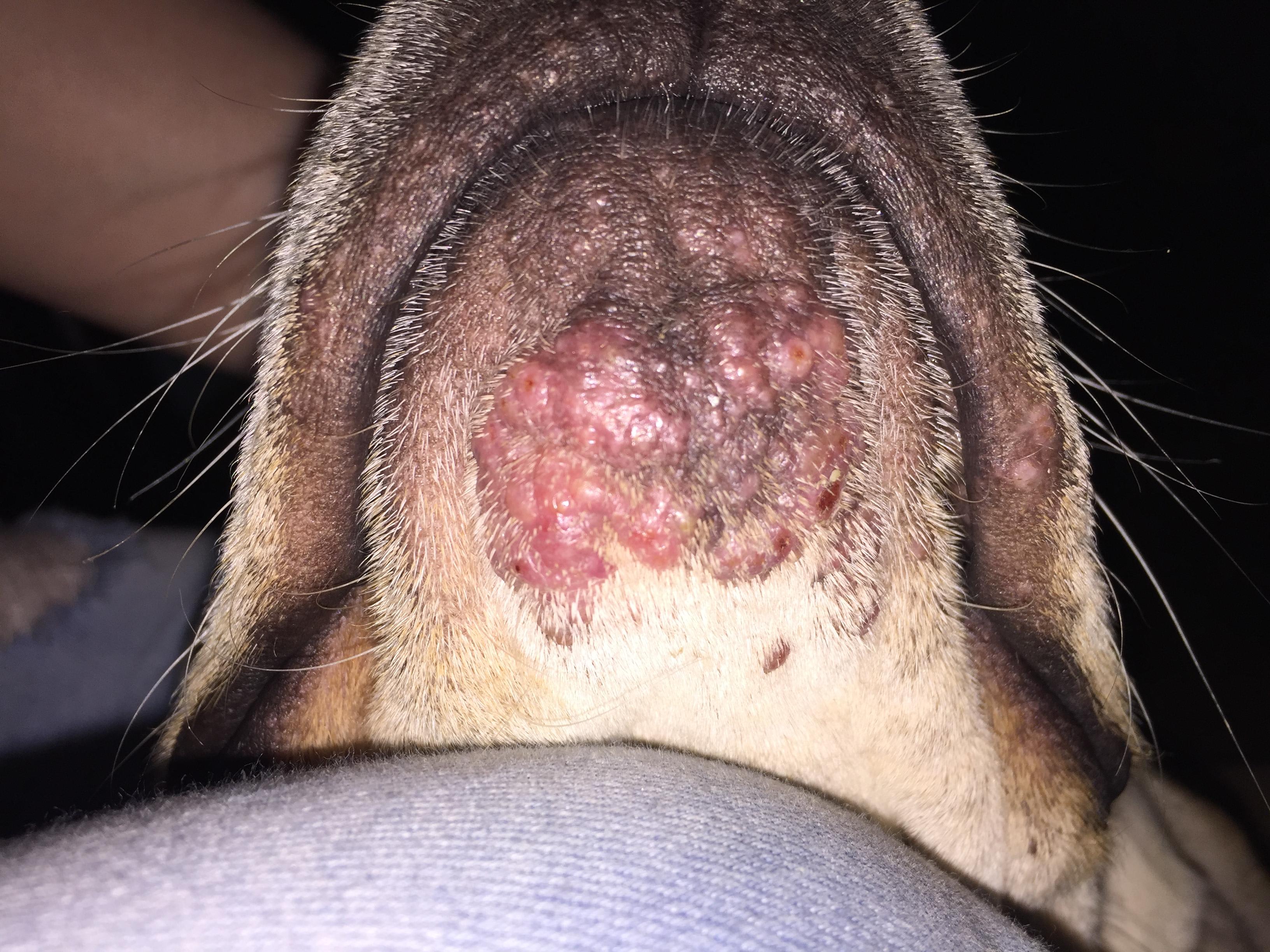 My dog has sores on chin. Is it an infection? What to do? | Petco