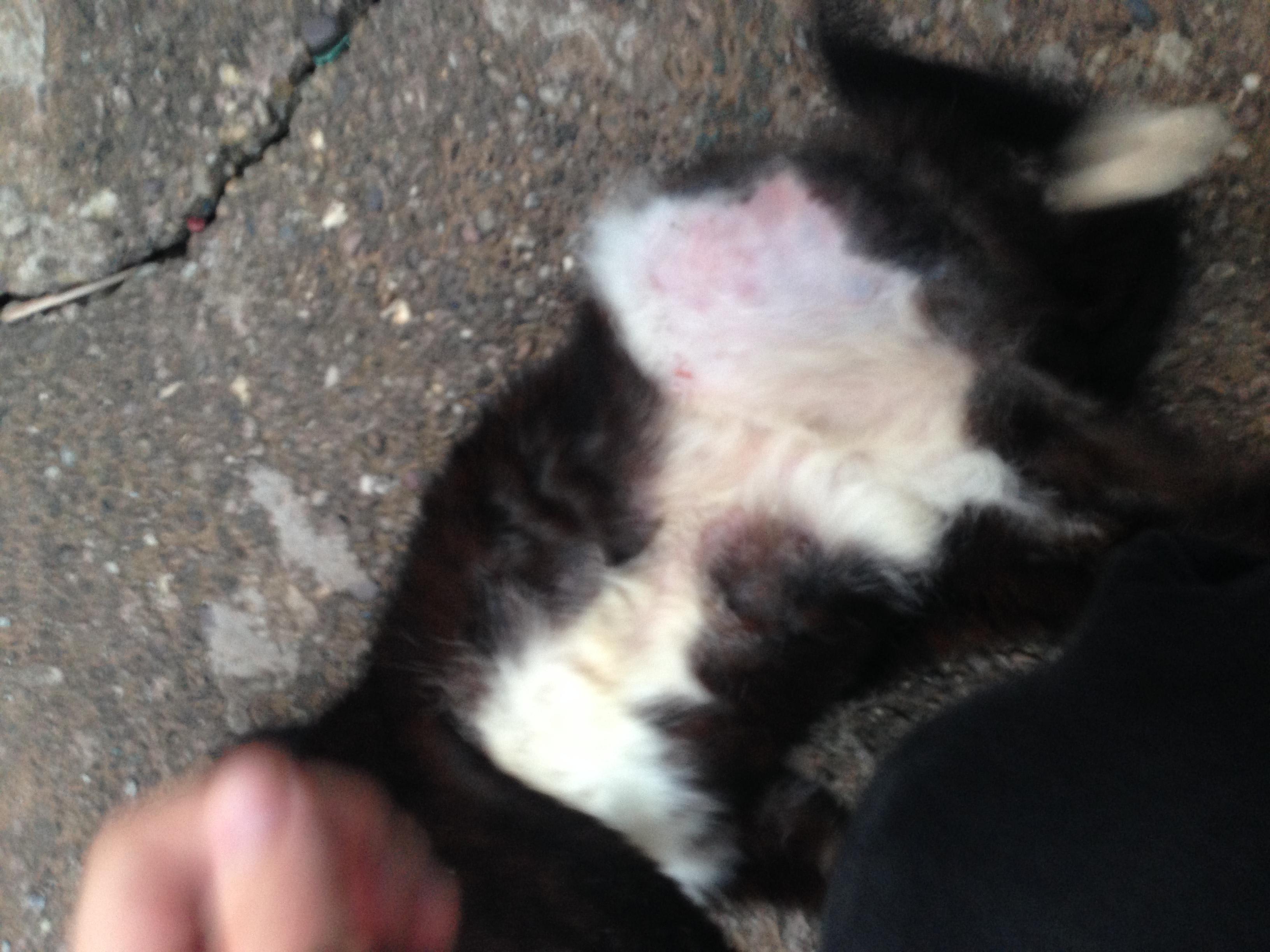 My Old Cat's Swollen Stomach Worsened After Meds? What To Do | Petco