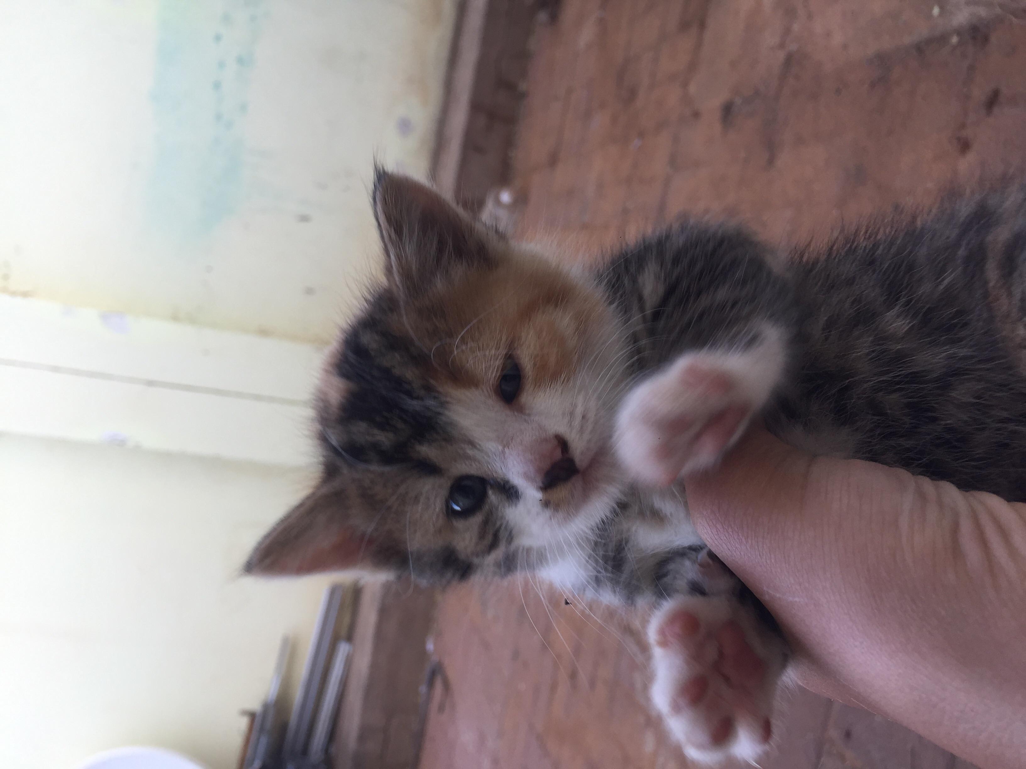 Why is my kitten sick with eye gunk, diarrhea, and closed eye? | Petco