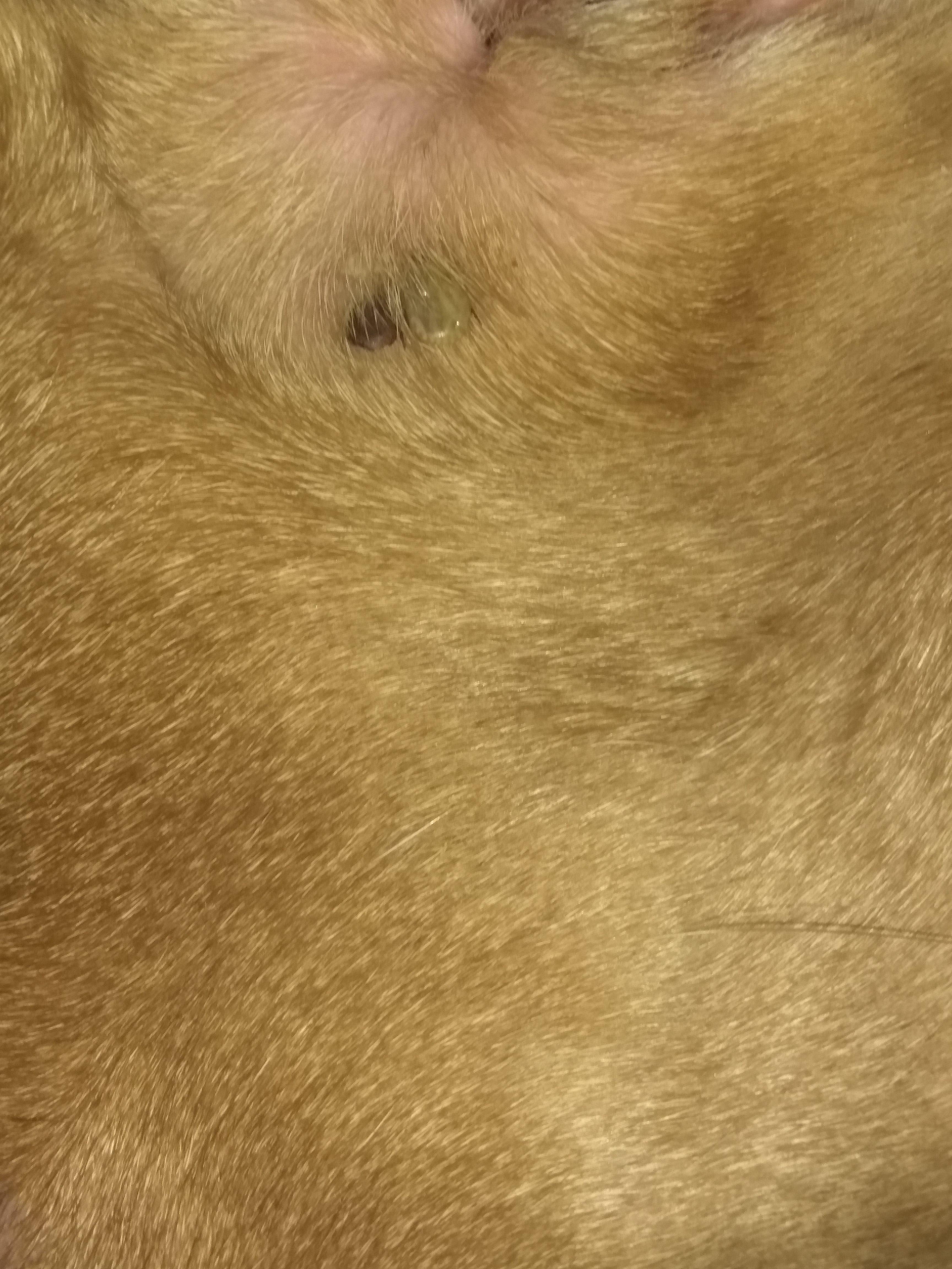Why Does My Dog Have Skin Tags & Brown Ear Gunk? What to Do? | Petco