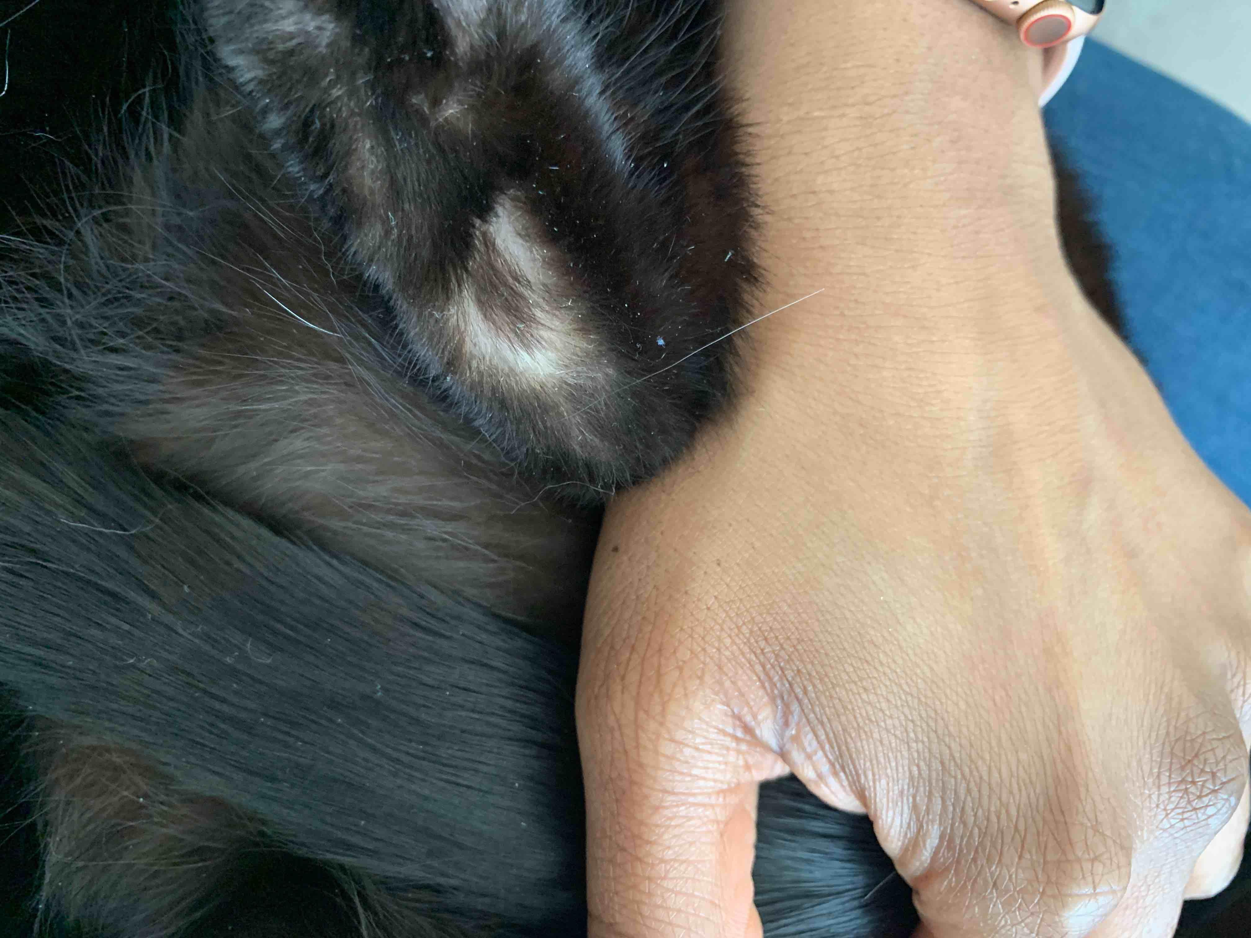 Why is my cat losing hair on her back leg? What's the cause? | Petco