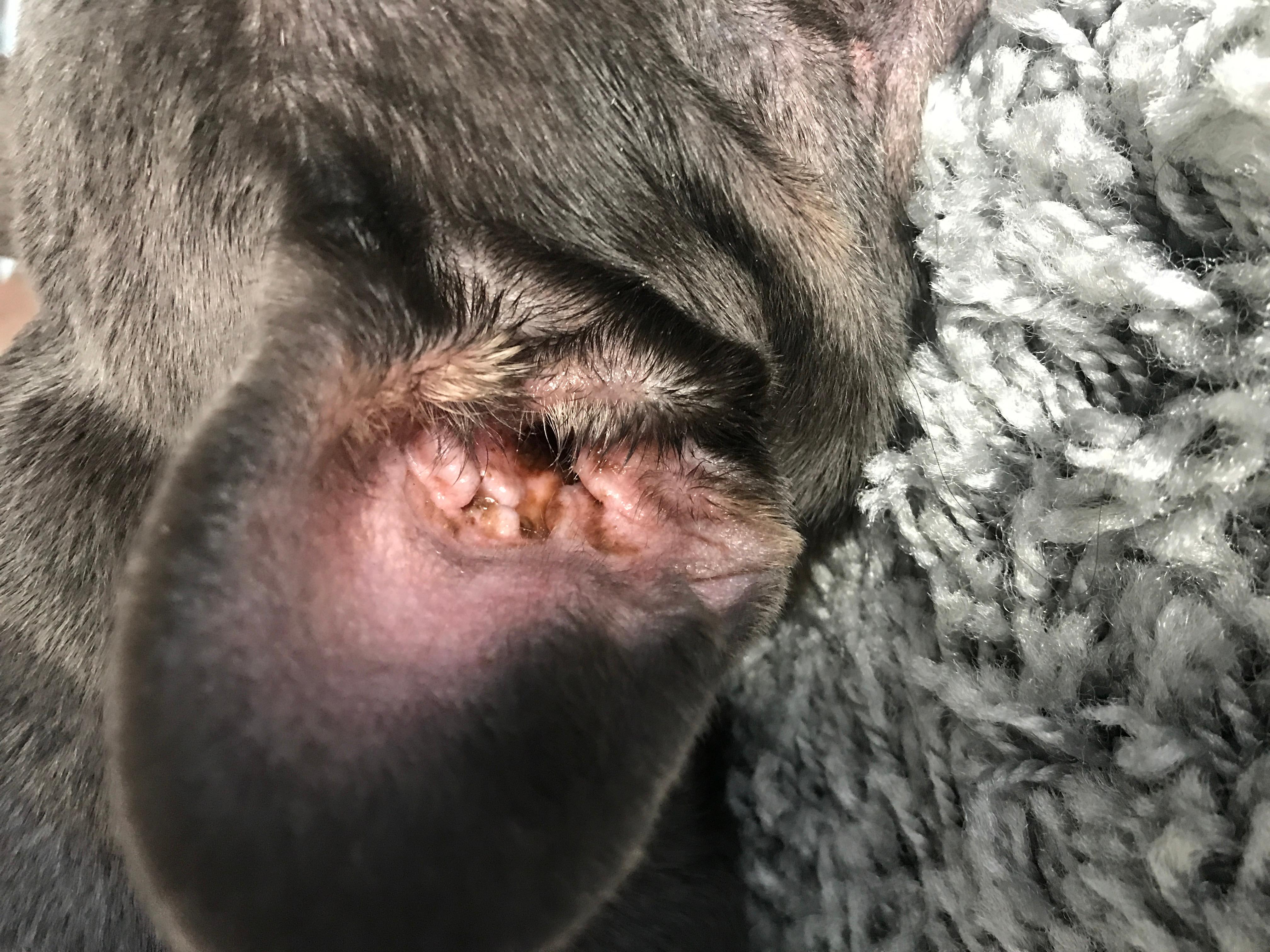 Why is my French bulldog puppy itchy with red ear & skin discharge? | Petco