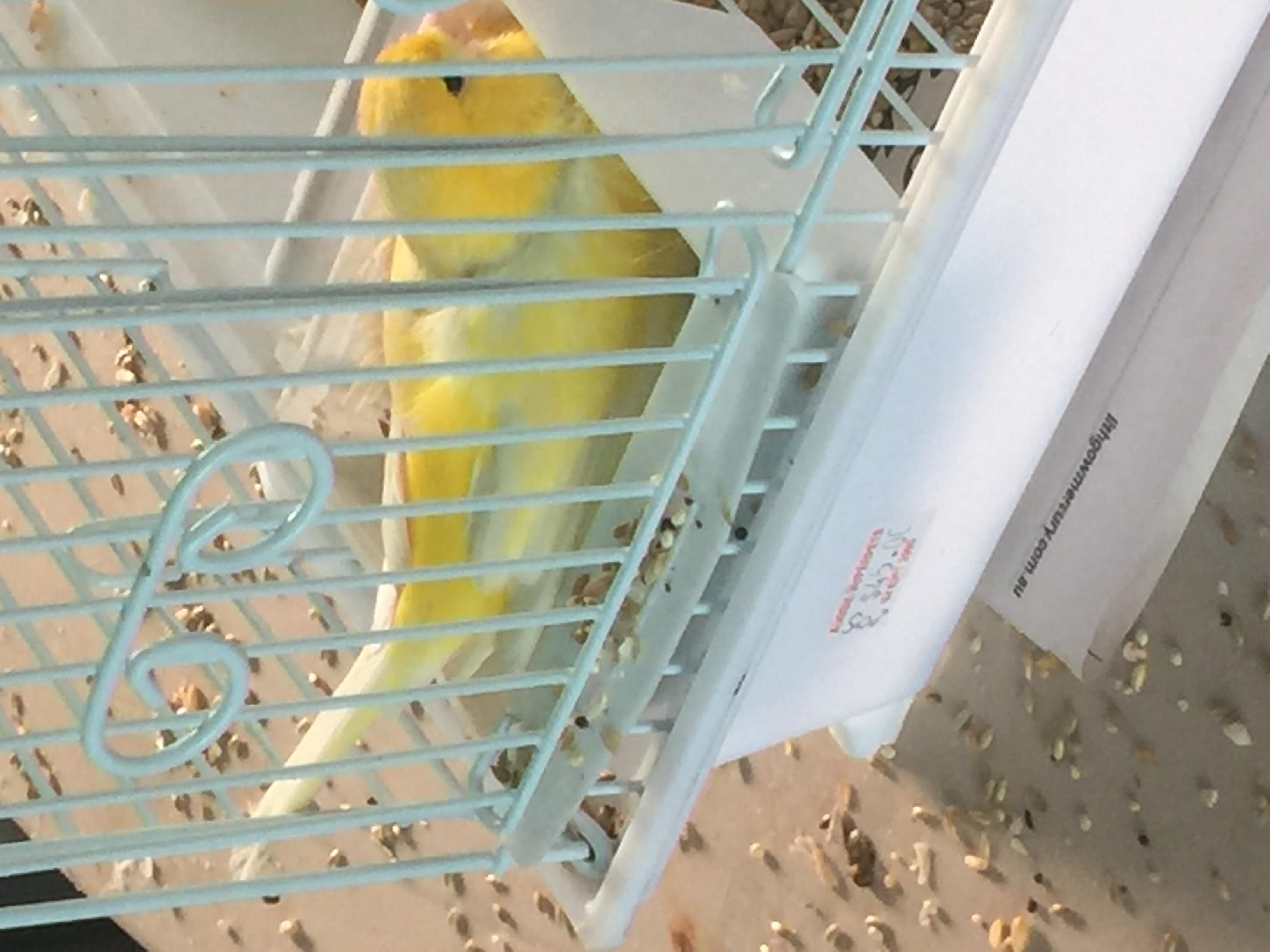 Why is my female canary plucking feathers & nesting after egg loss? | Petco