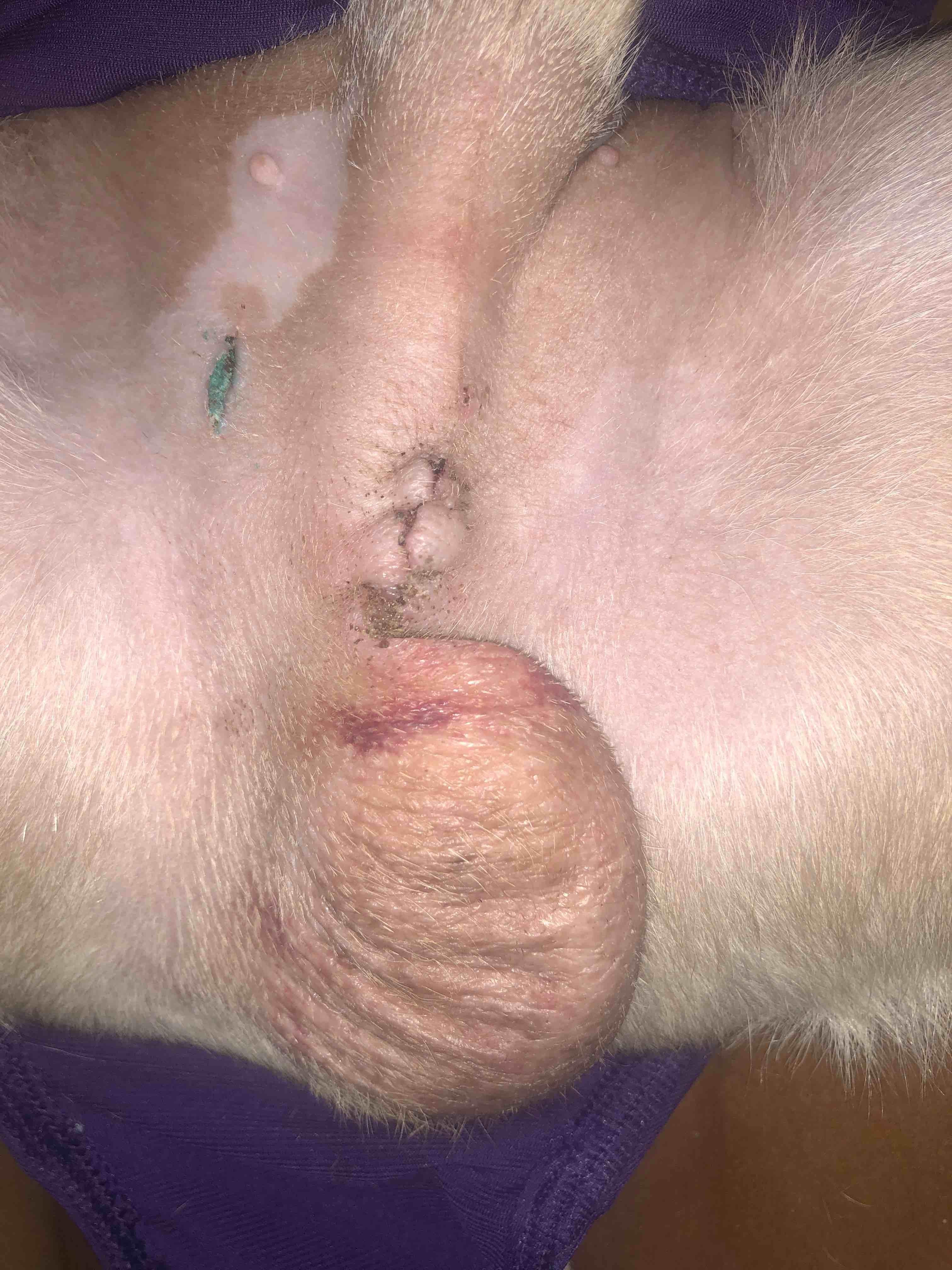Dog's yellow neuter incision: Normal healing or infection? | Petco