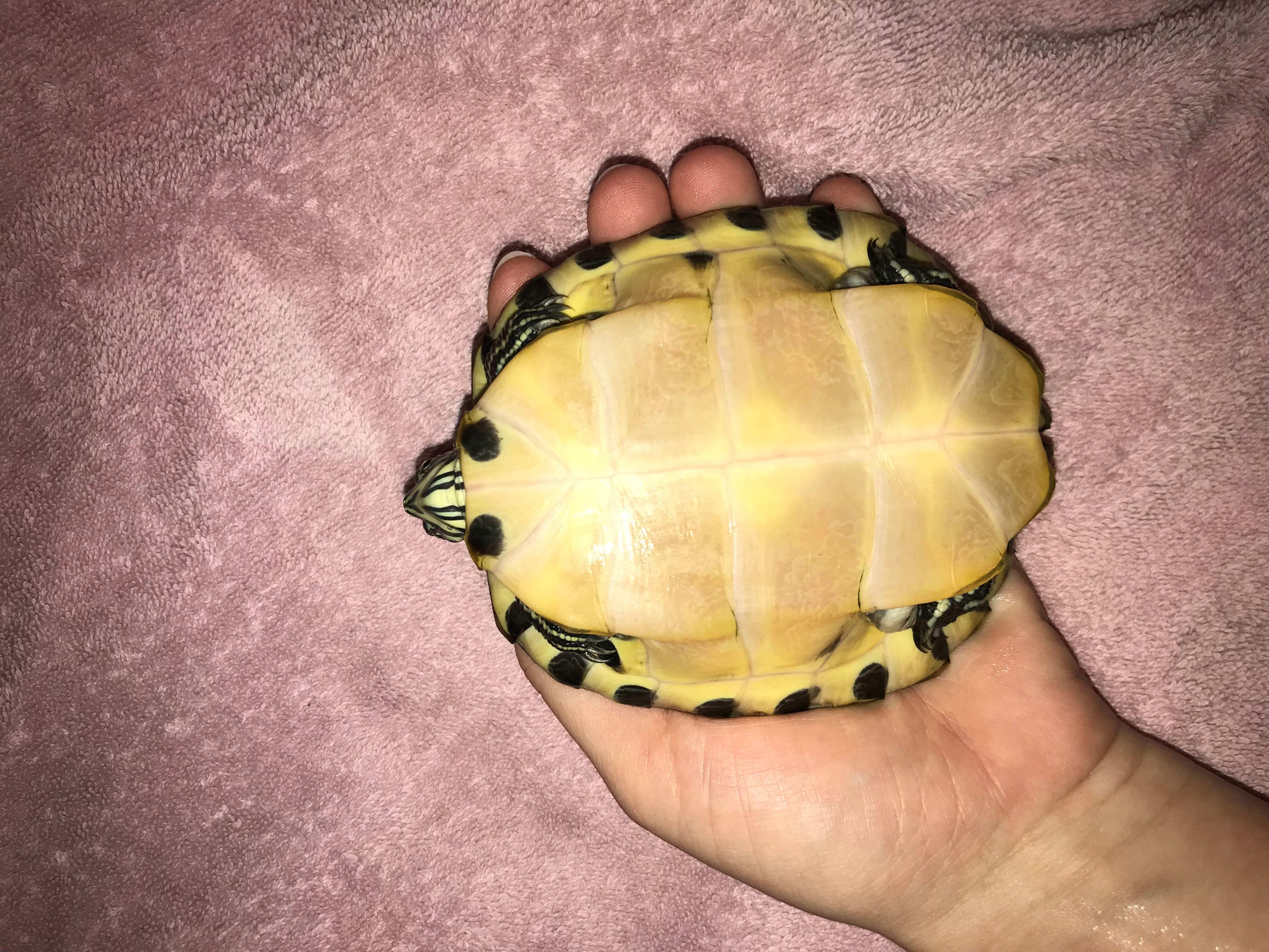 Dose my turtle shell look healthy? How Can I fix shell pyramiding? His ...