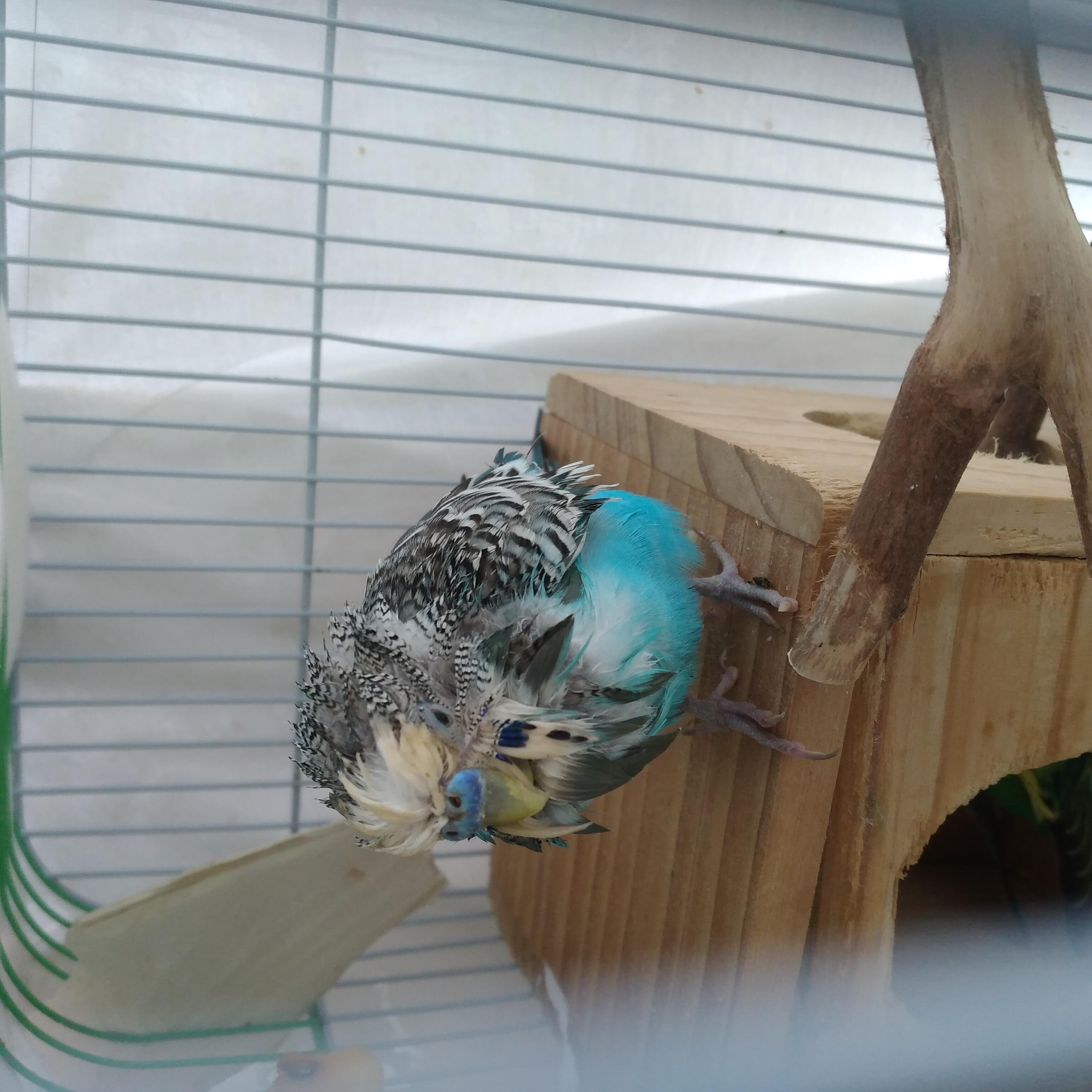 My Parakeet Has Stomach Issues & Vomiting. Do Probiotics Help? | Petco