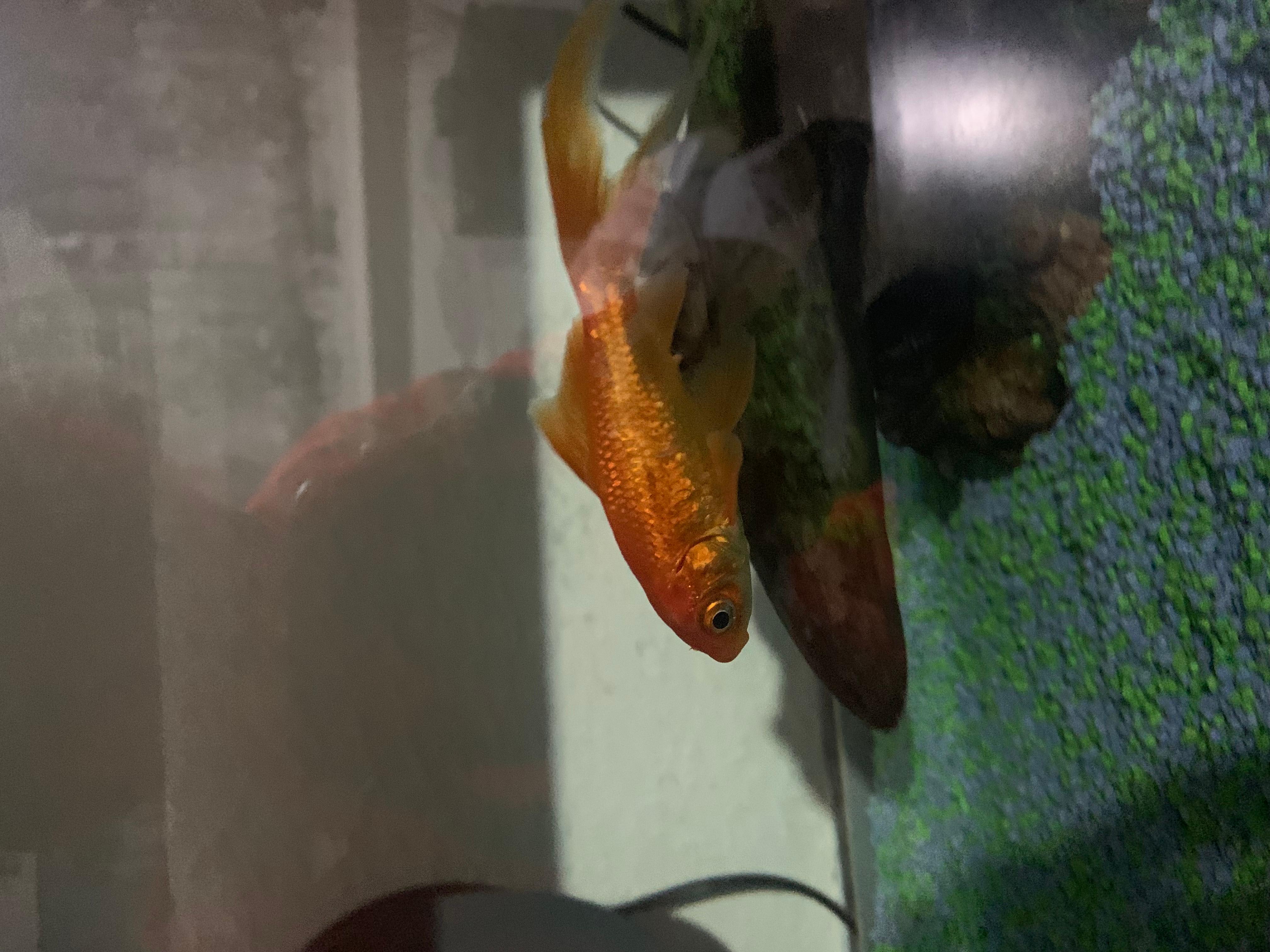 Why Is Your Goldfish Losing Color? Is It Normal for Aging Fish? | Petco