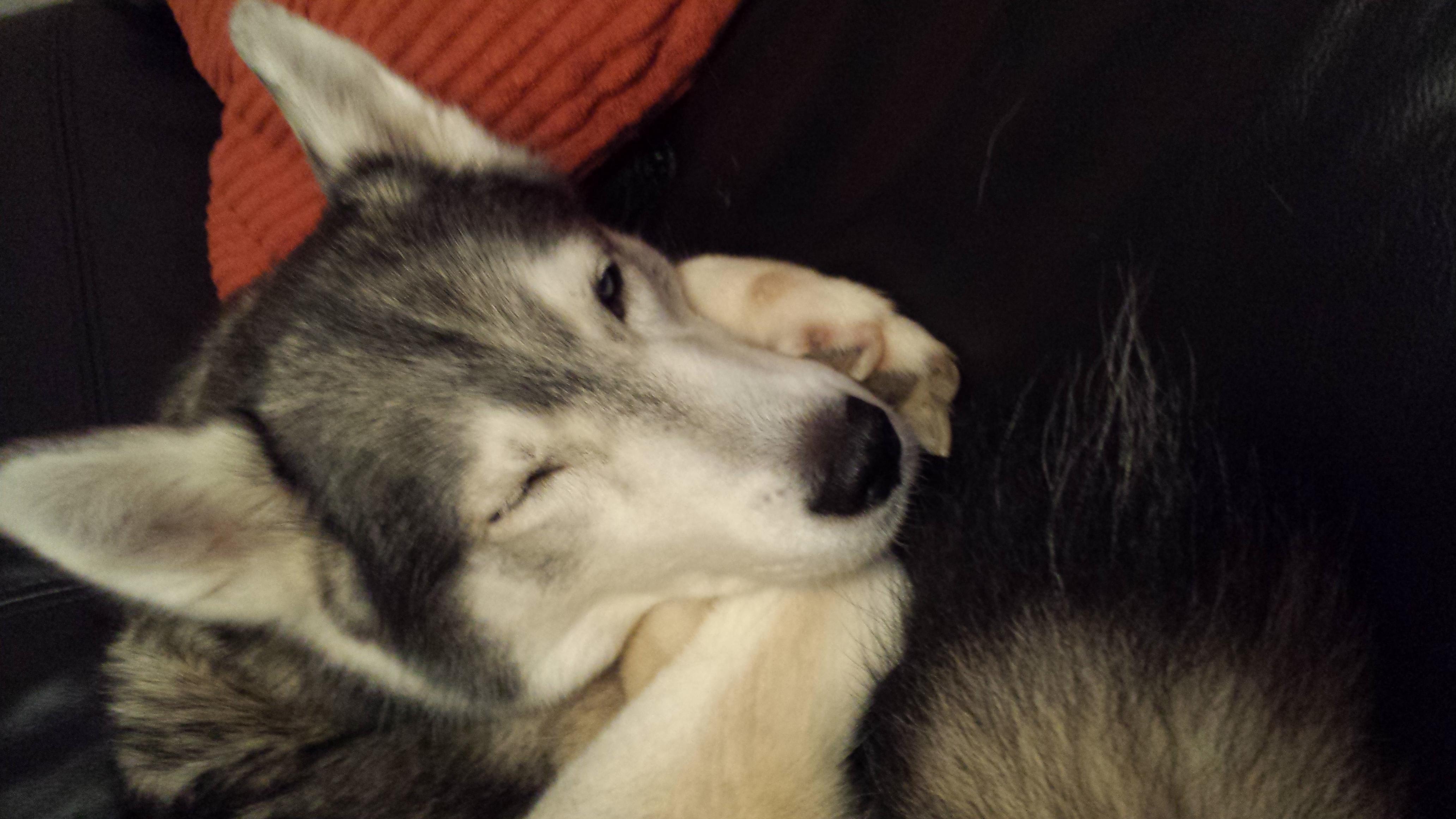 Why is my husky drinking, lethargic, with a bloodshot eye? | Petco