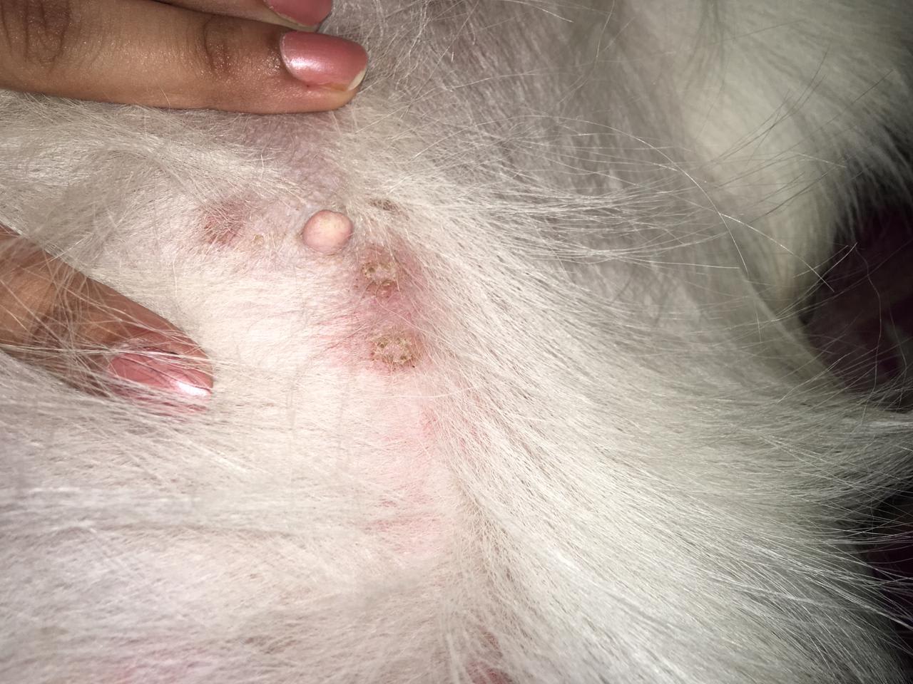 My dog has ticks and skin rashes. Should I shave her fur? | Petco