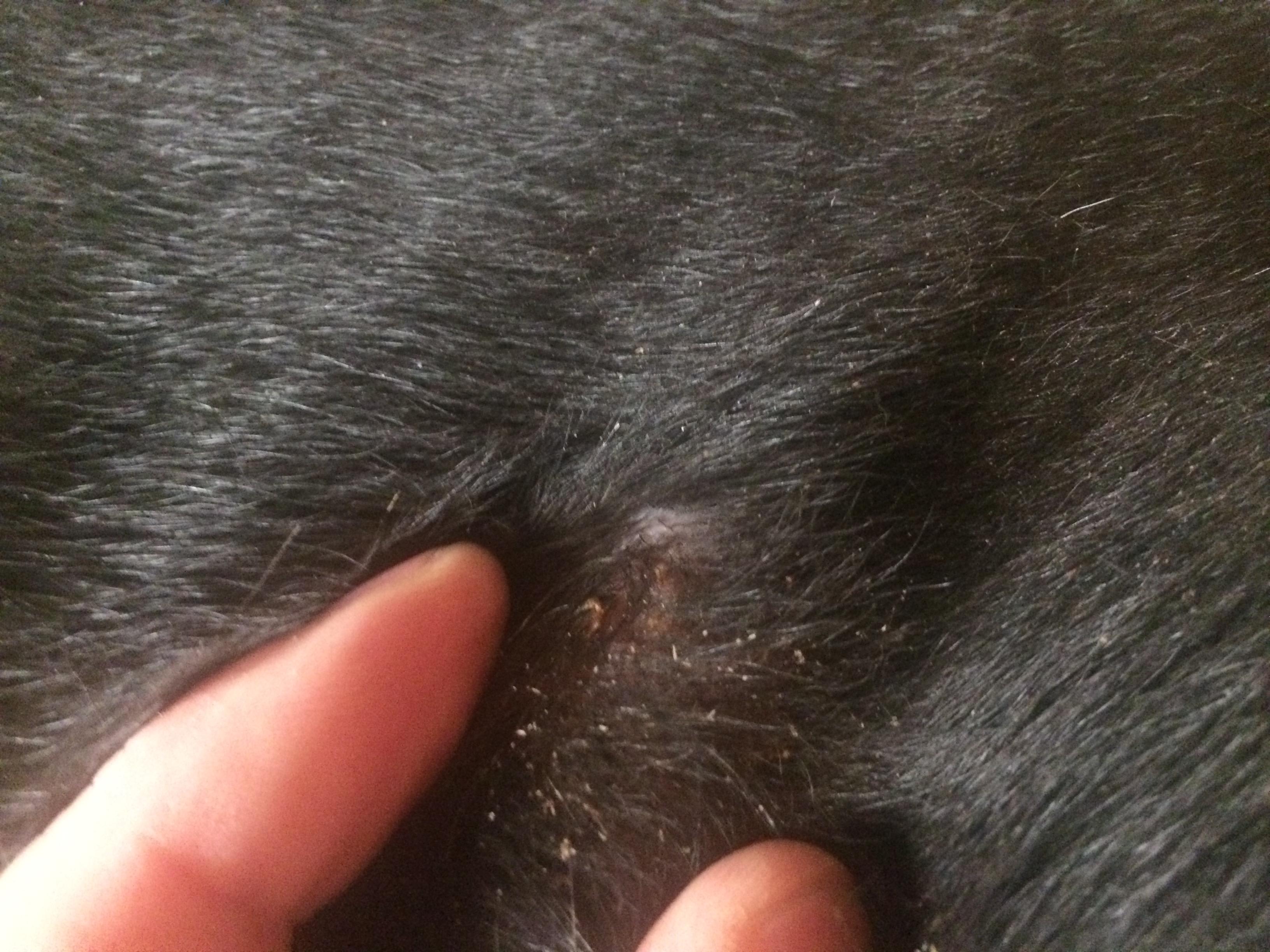 Dog has crusty skin, hair loss, allergies, but no itch? Learn more | Petco