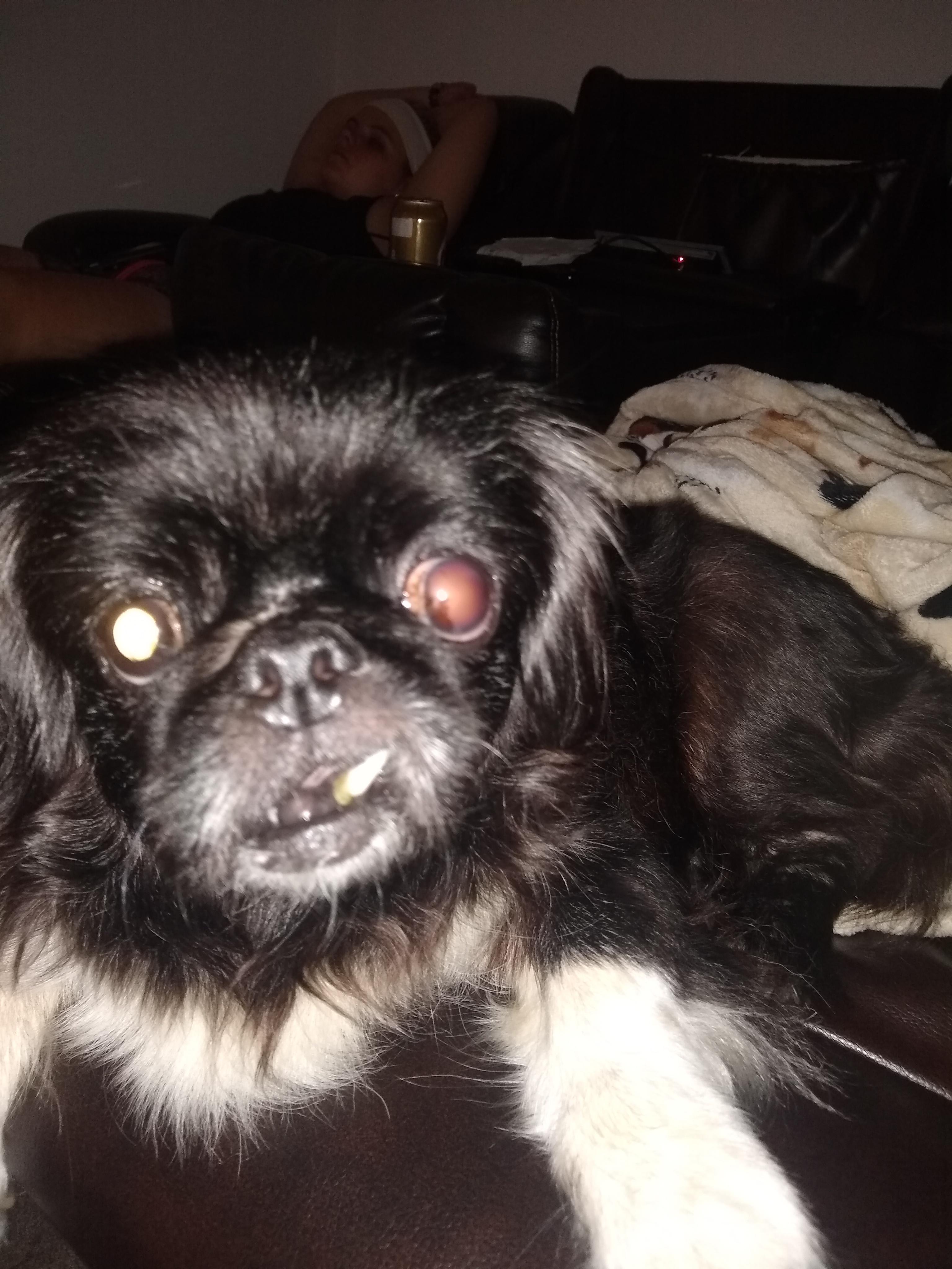 Why is my Pekingese's eye swollen? Is it a vet emergency? | Petco