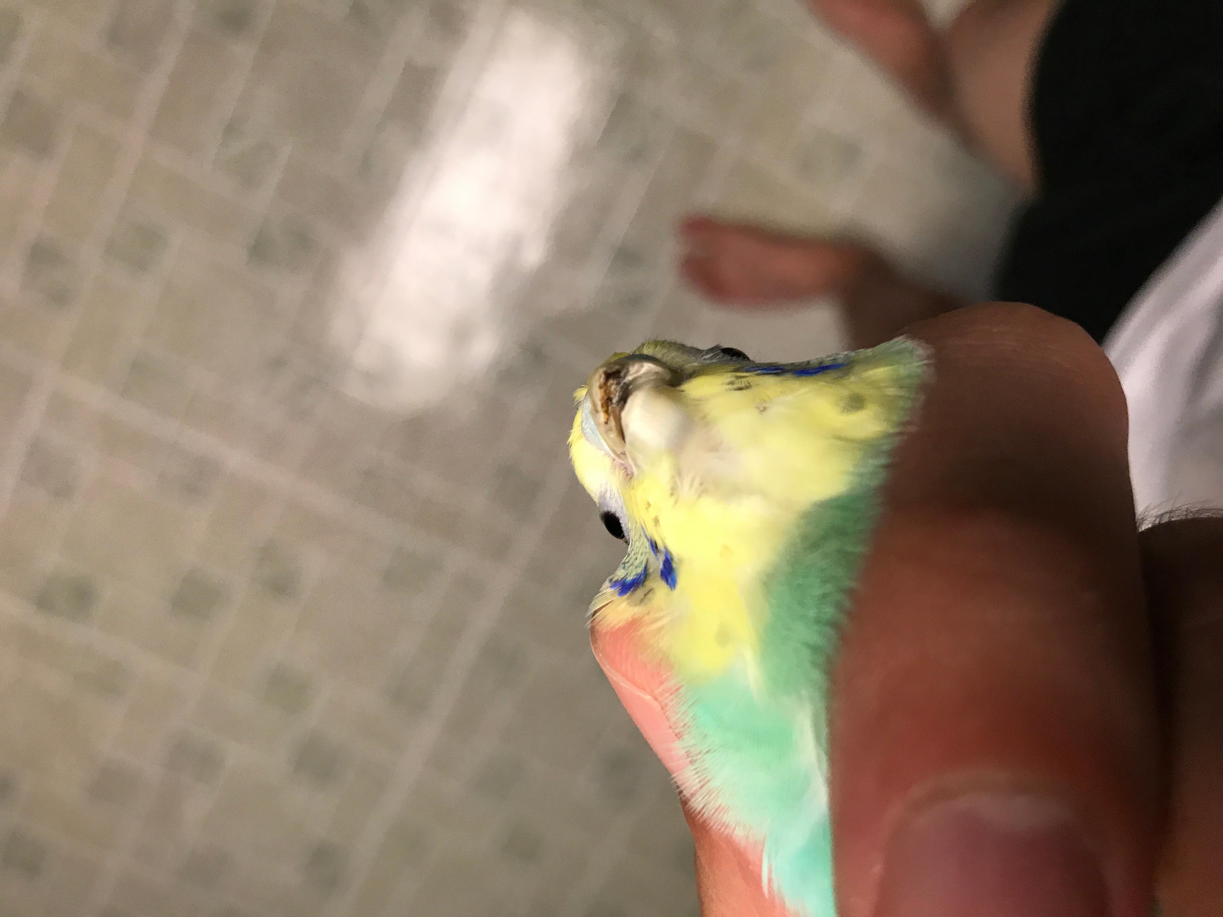 Why Is My Budgie's Beak Breaking & Discolored? Find Remedies | Petco
