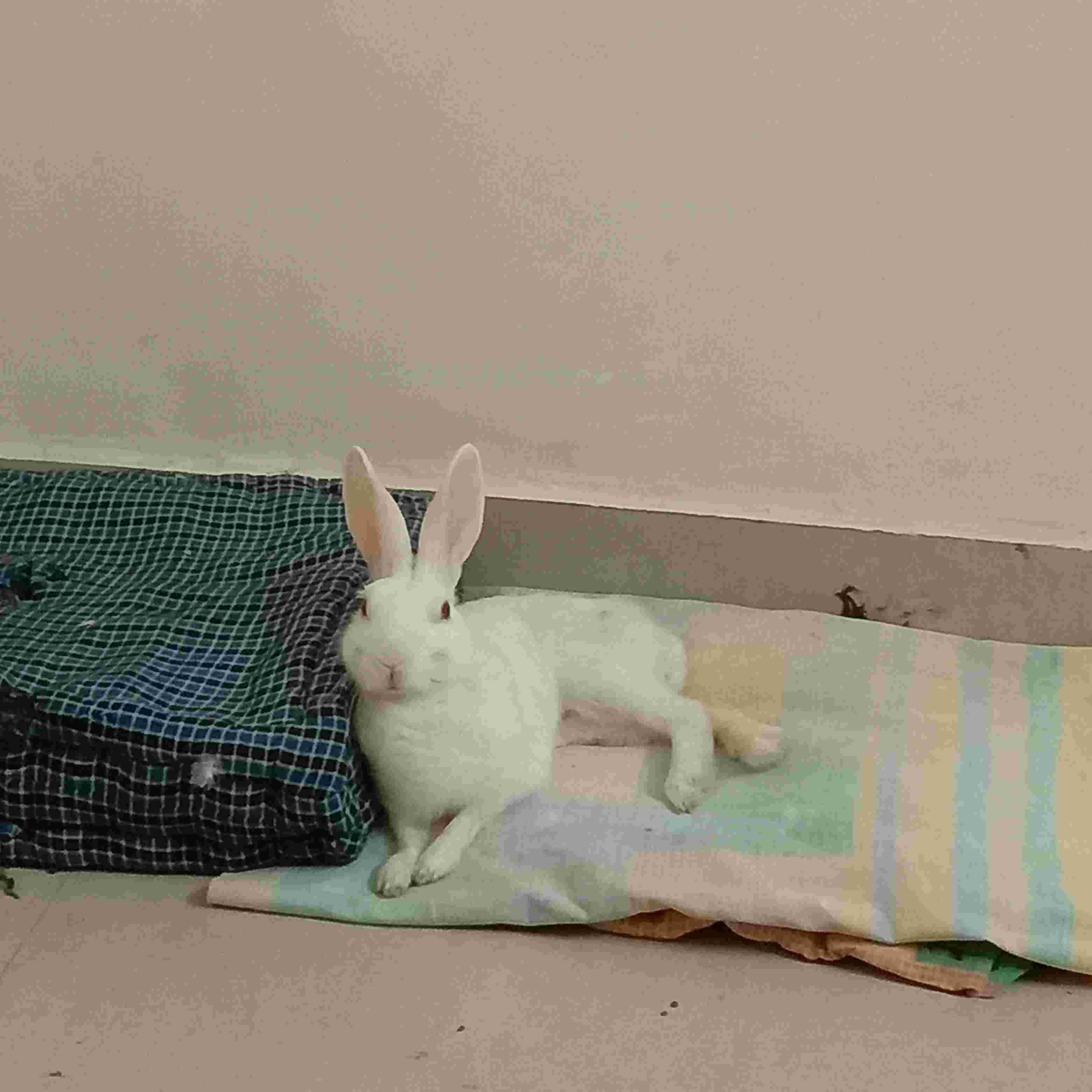 Rabbit Arthritis: What Pain Relief Can Help Your Bunny Walk? | Petco