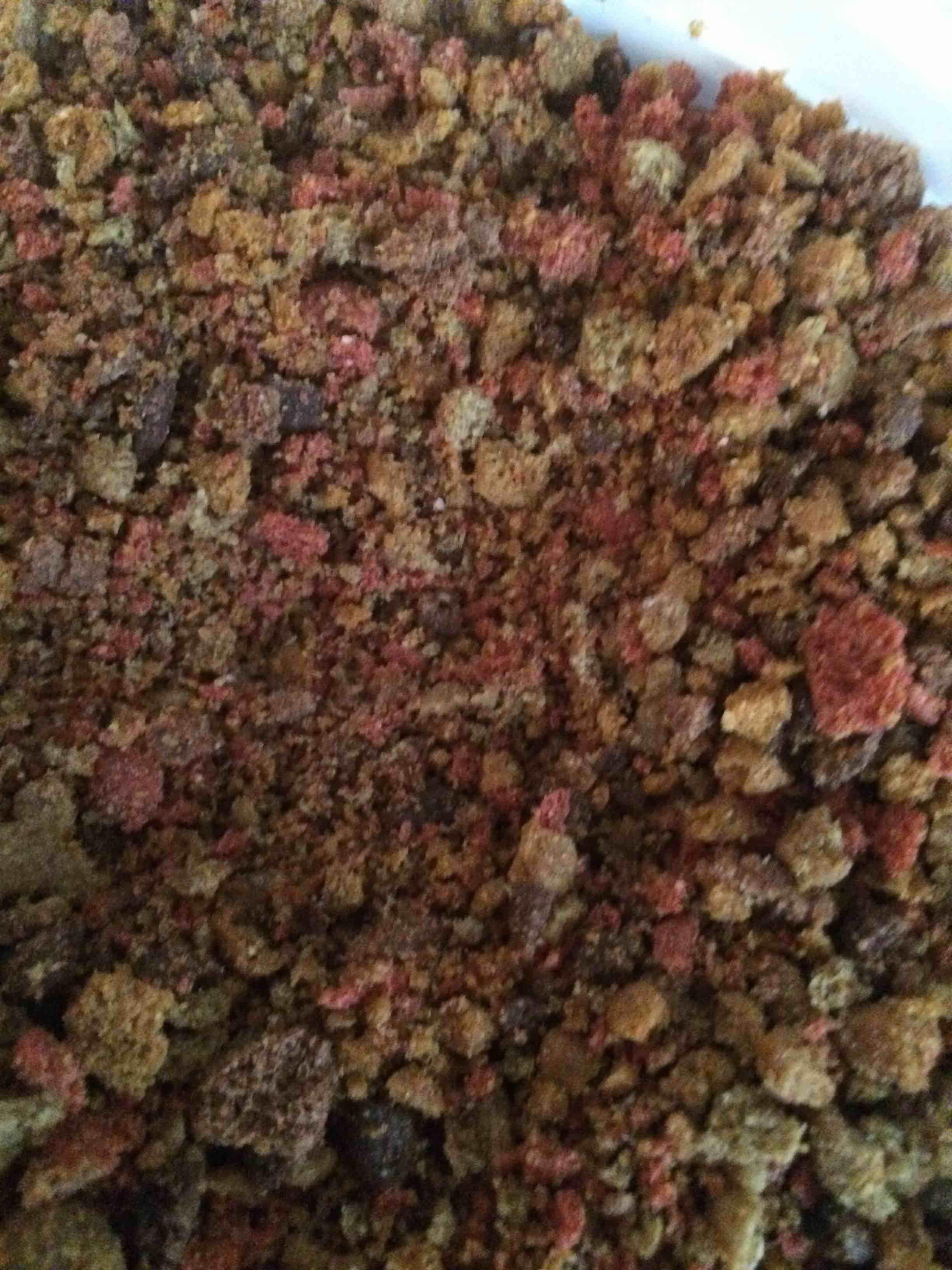 My Dog Has Bad Teeth: Can I Feed Ground Kibble with Water? | Petco