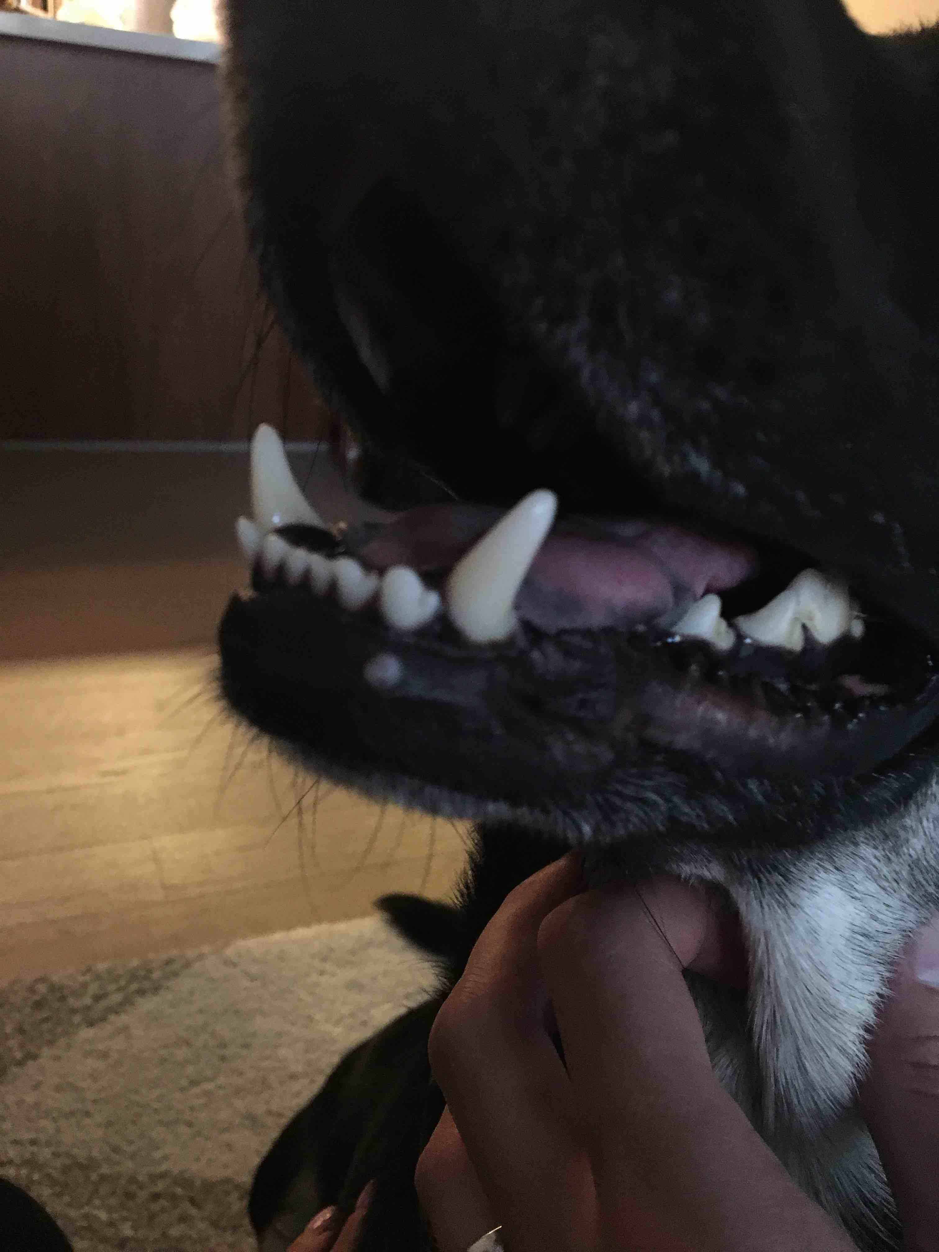 My dog has a white bump on her lip. Is it a wart? What to do? | Petco